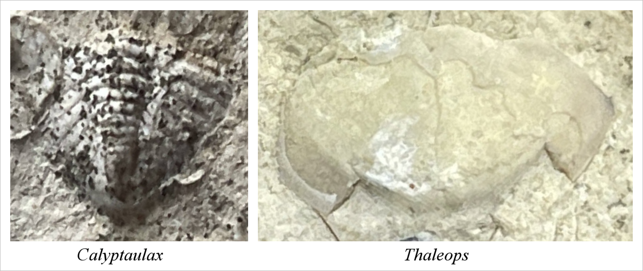 Minnesota fossils - Fossil ID - The Fossil Forum