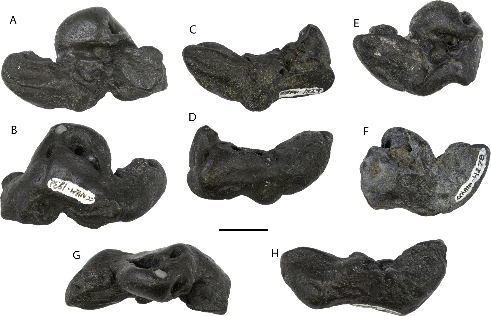 Whale Periotic Needs Identification - Fossil ID - The Fossil Forum