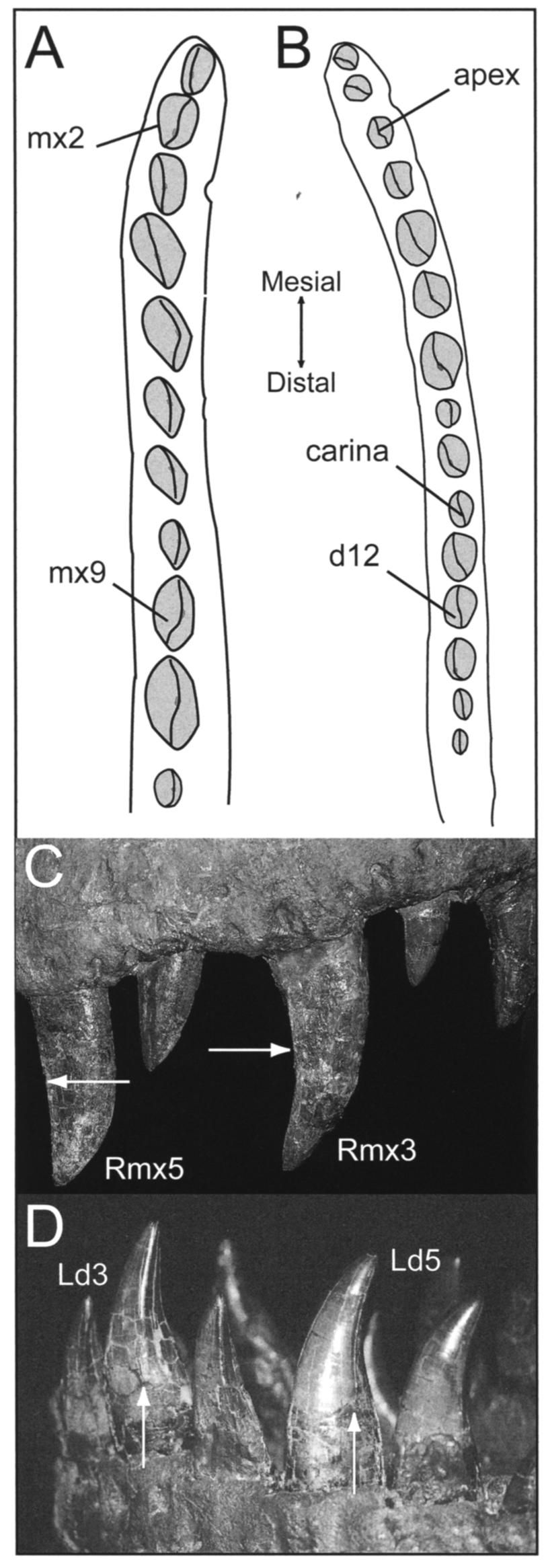 T Rex tooth - Fossil ID - The Fossil Forum