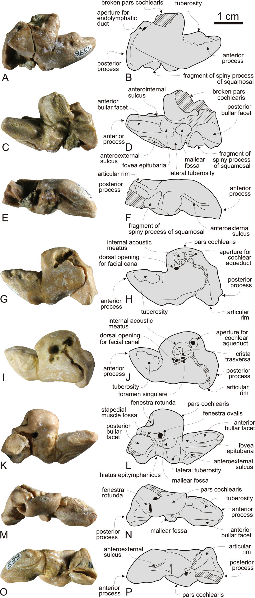Whale Periotic Needs Identification - Fossil ID - The Fossil Forum