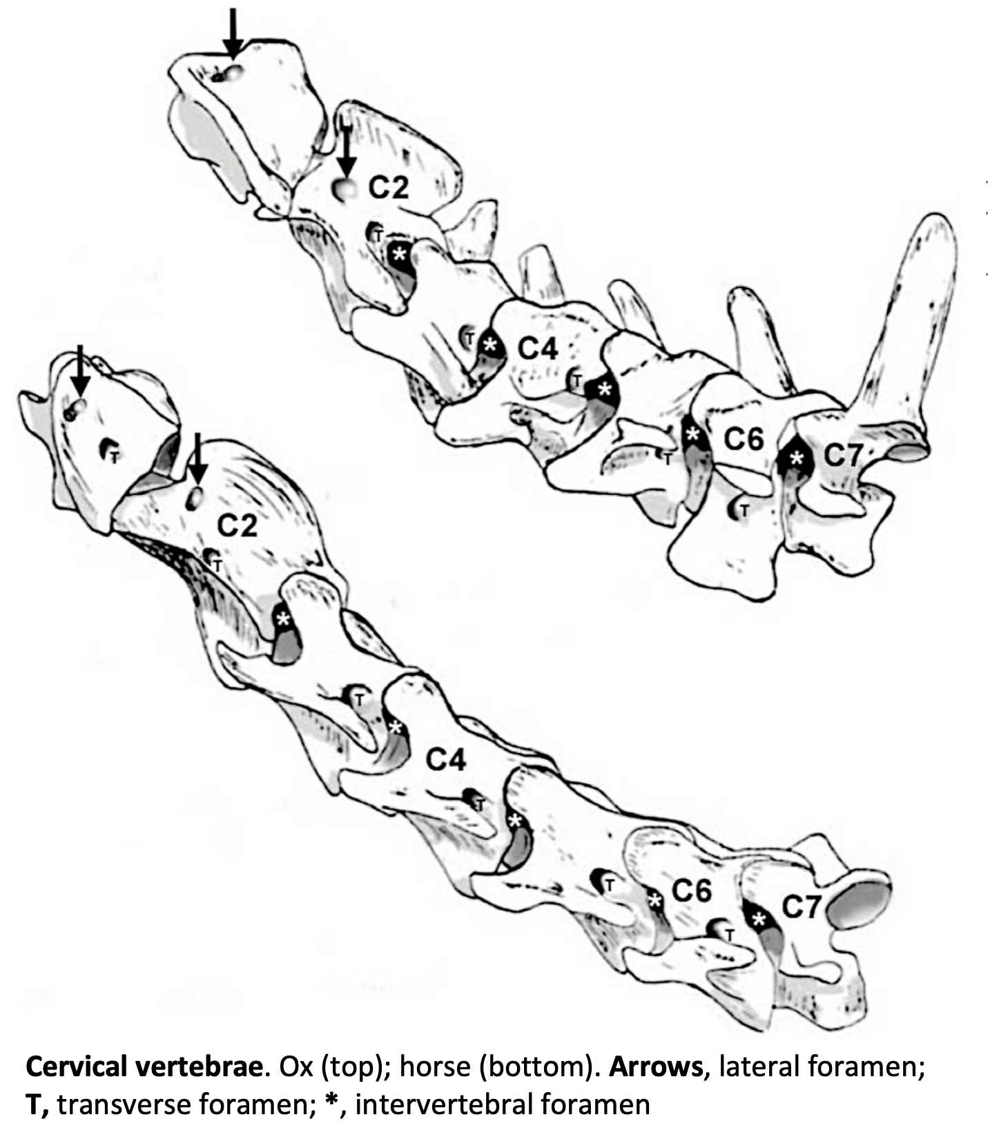 Horse or Cow vertebra? - Fossil ID - The Fossil Forum