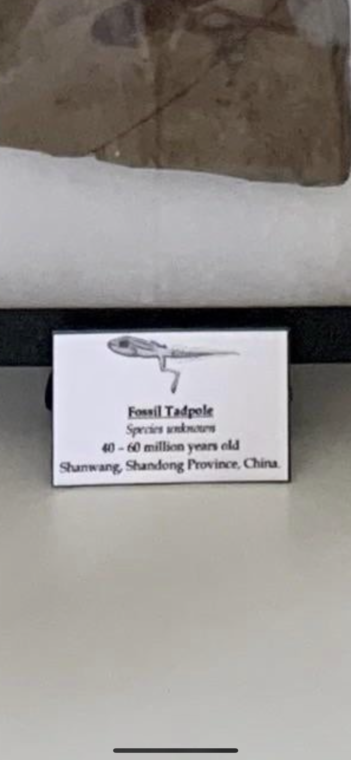 Where I can find some images for collection labels ? - Questions ...