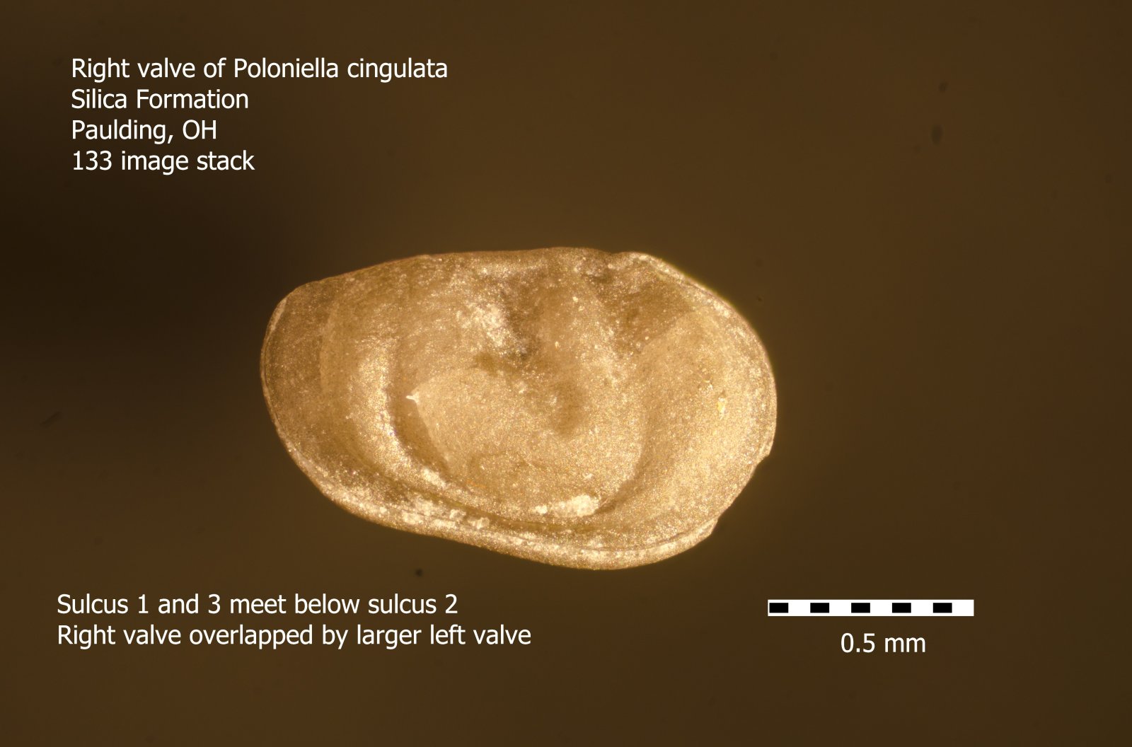 Poloniella cingulata.jpg - Member Collections - The Fossil Forum