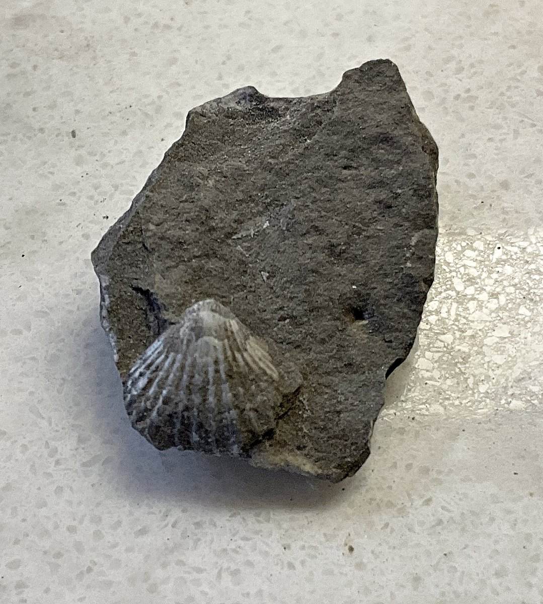 Rhynchonellid Brachiopod from the Rochester Shale - Member Collections ...