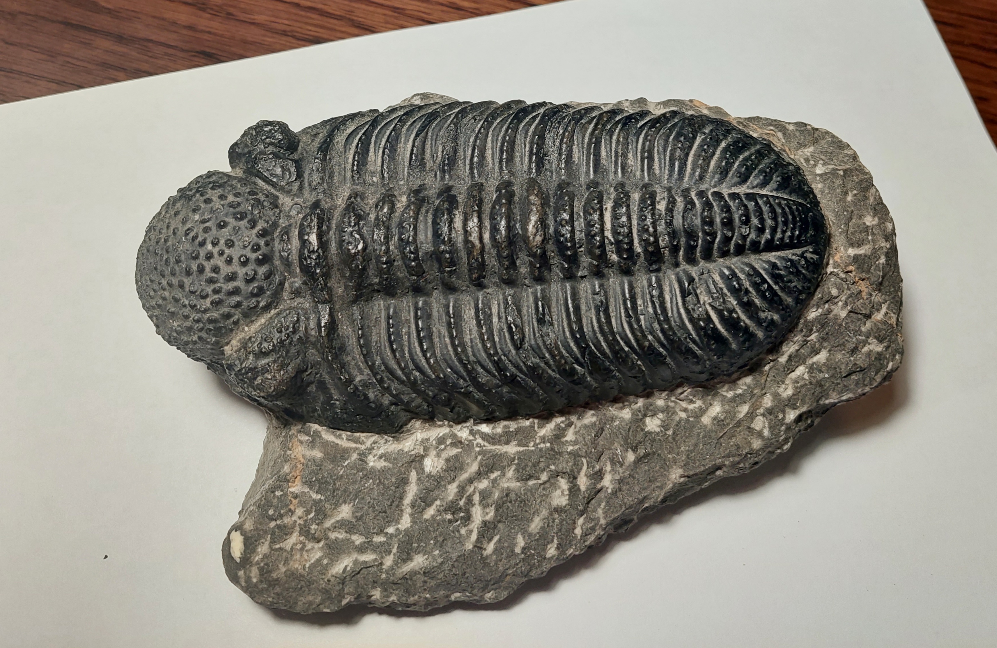 Drotops megalomanicus Real or Fake? - Fossil ID - The Fossil Forum