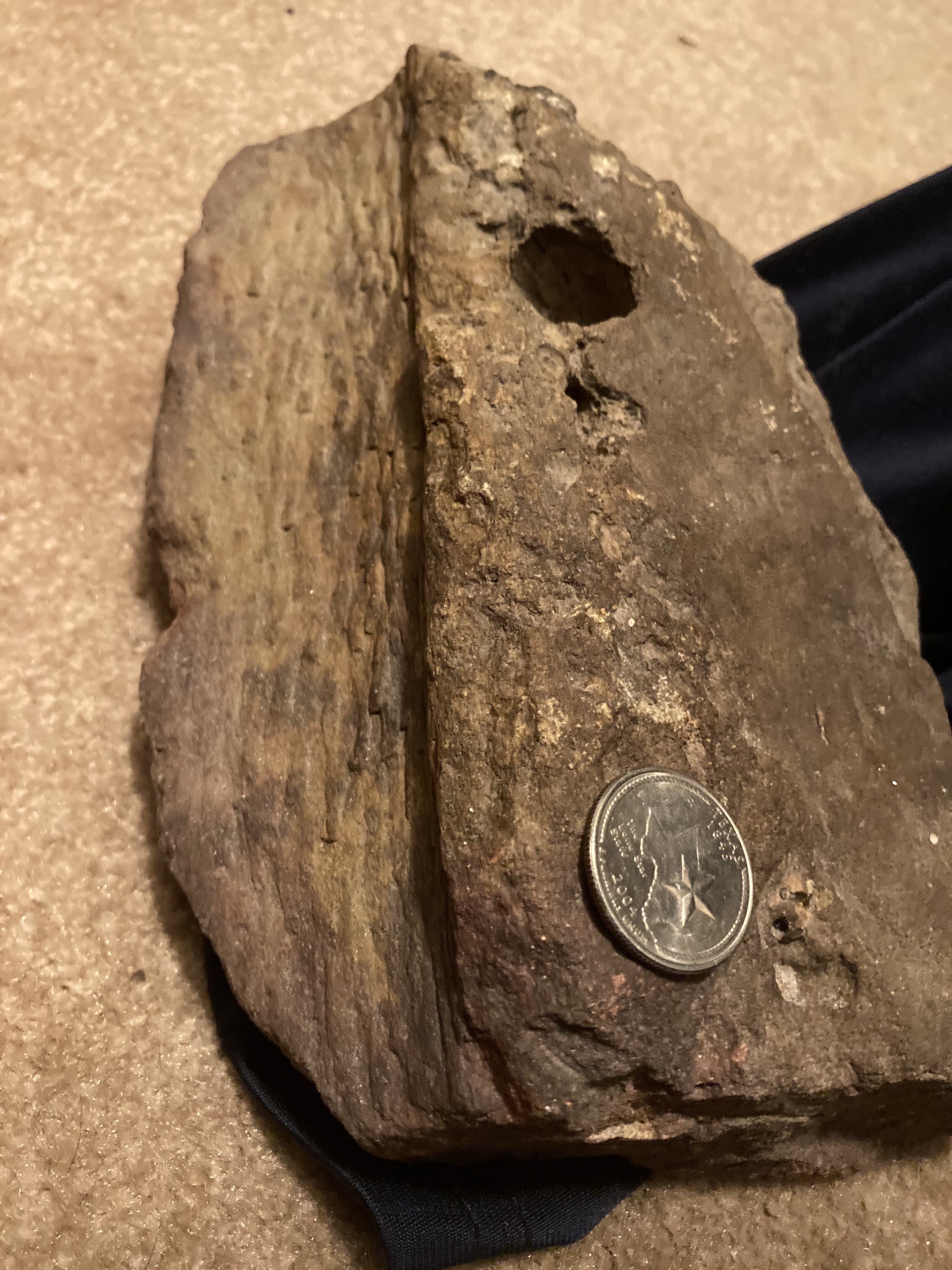 Tree bark and leaves id? - Fossil ID - The Fossil Forum