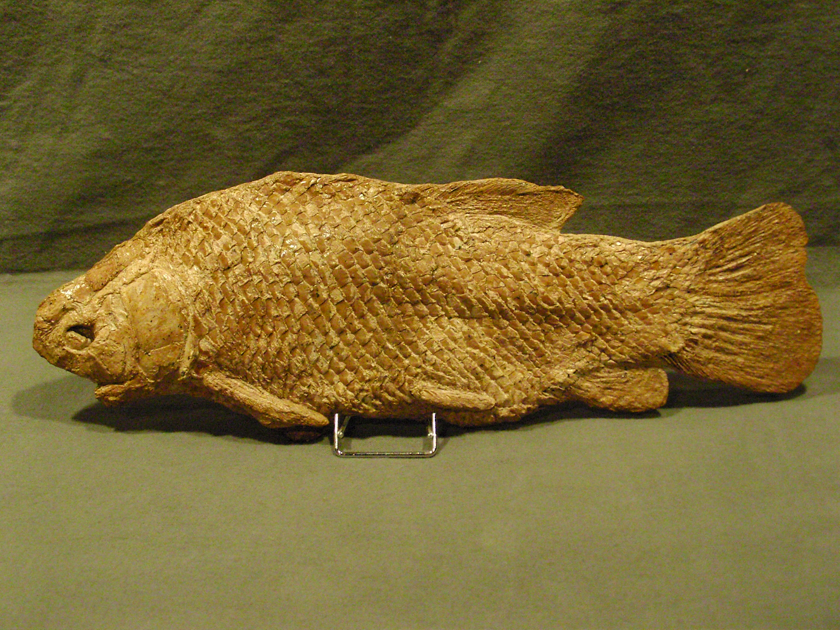 Brazilian Fish Nodule - Fossil ID - The Fossil Forum