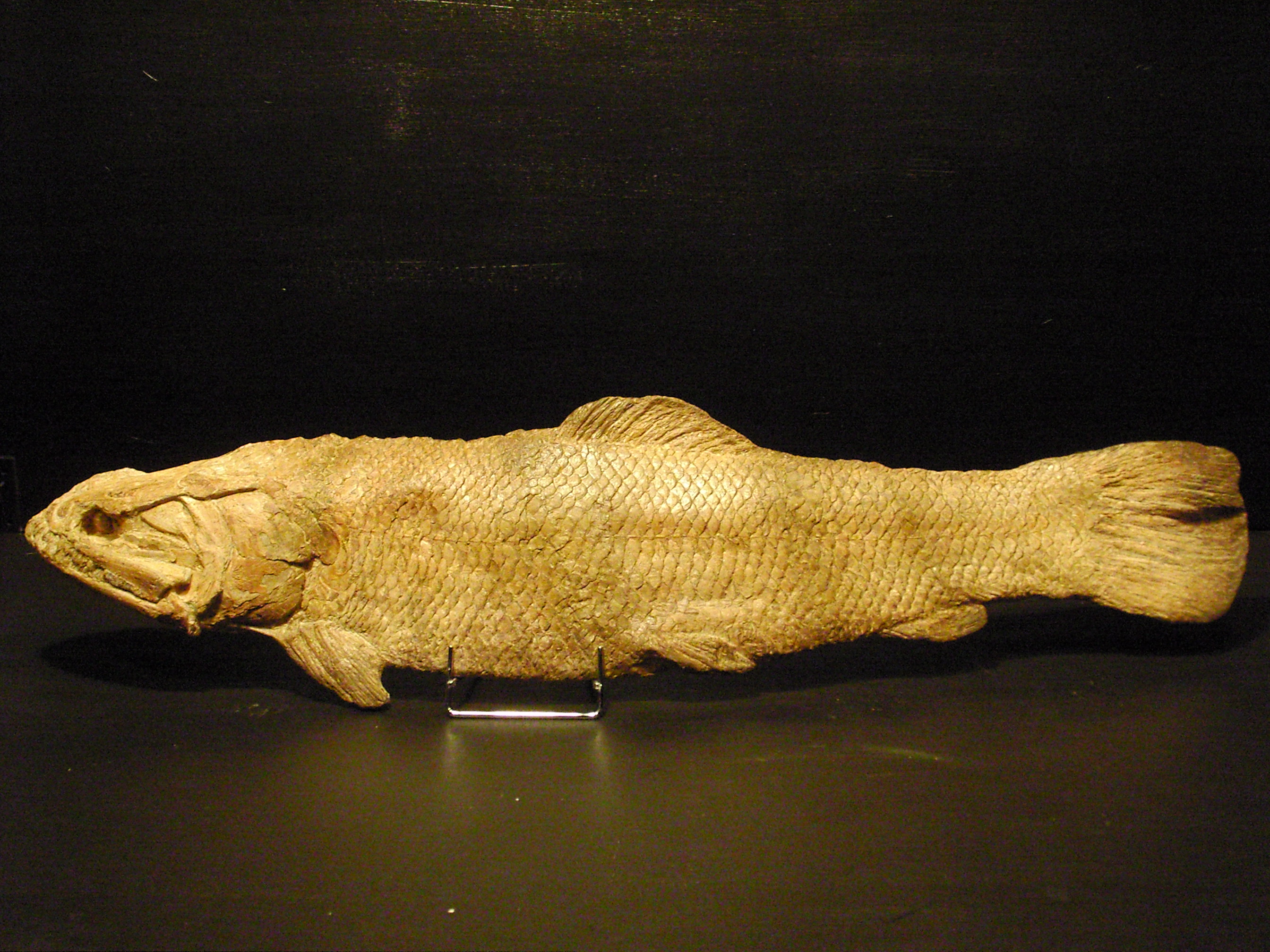 Brazilian Fish Nodule - Fossil ID - The Fossil Forum