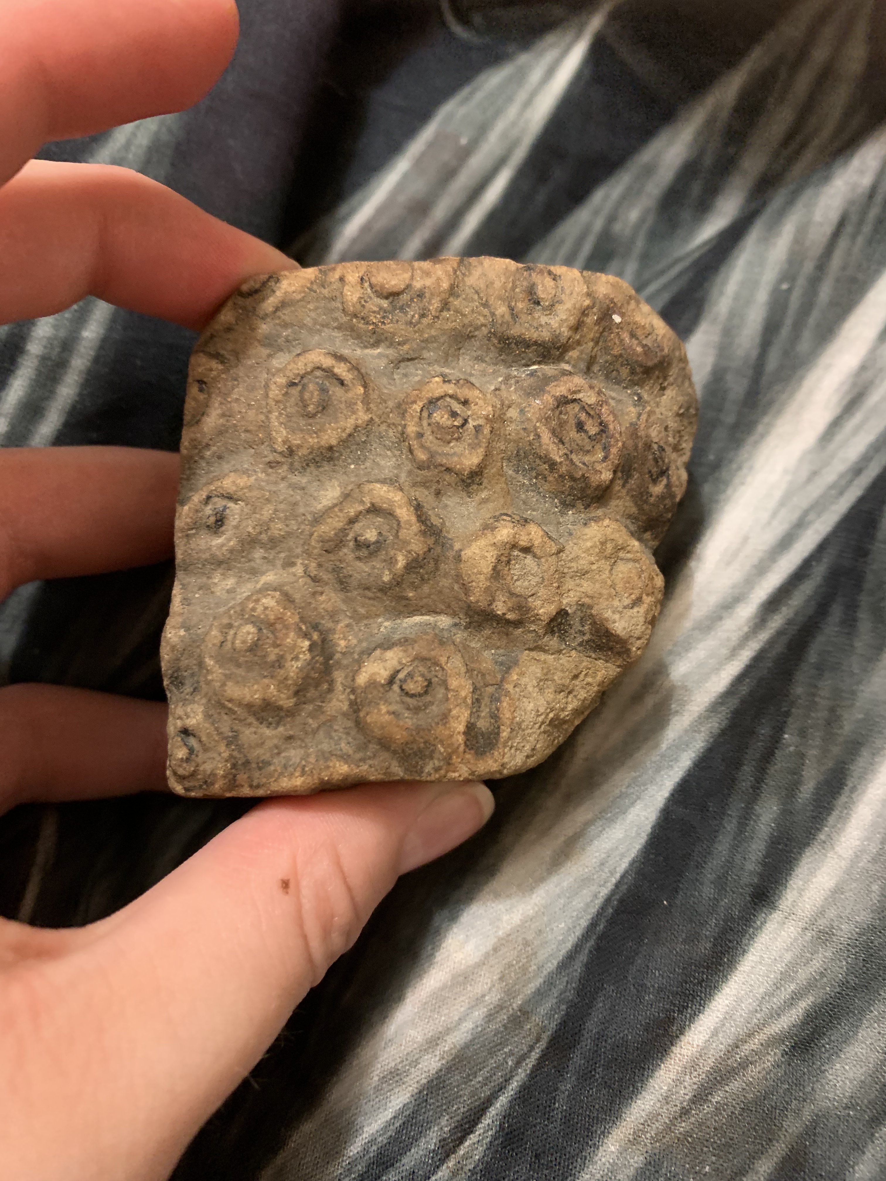 bark? - Fossil ID - The Fossil Forum