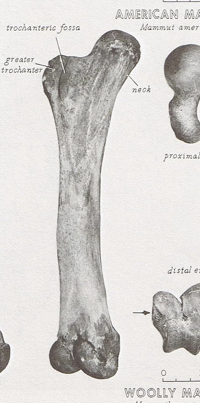 Femur found - Fossil ID - The Fossil Forum