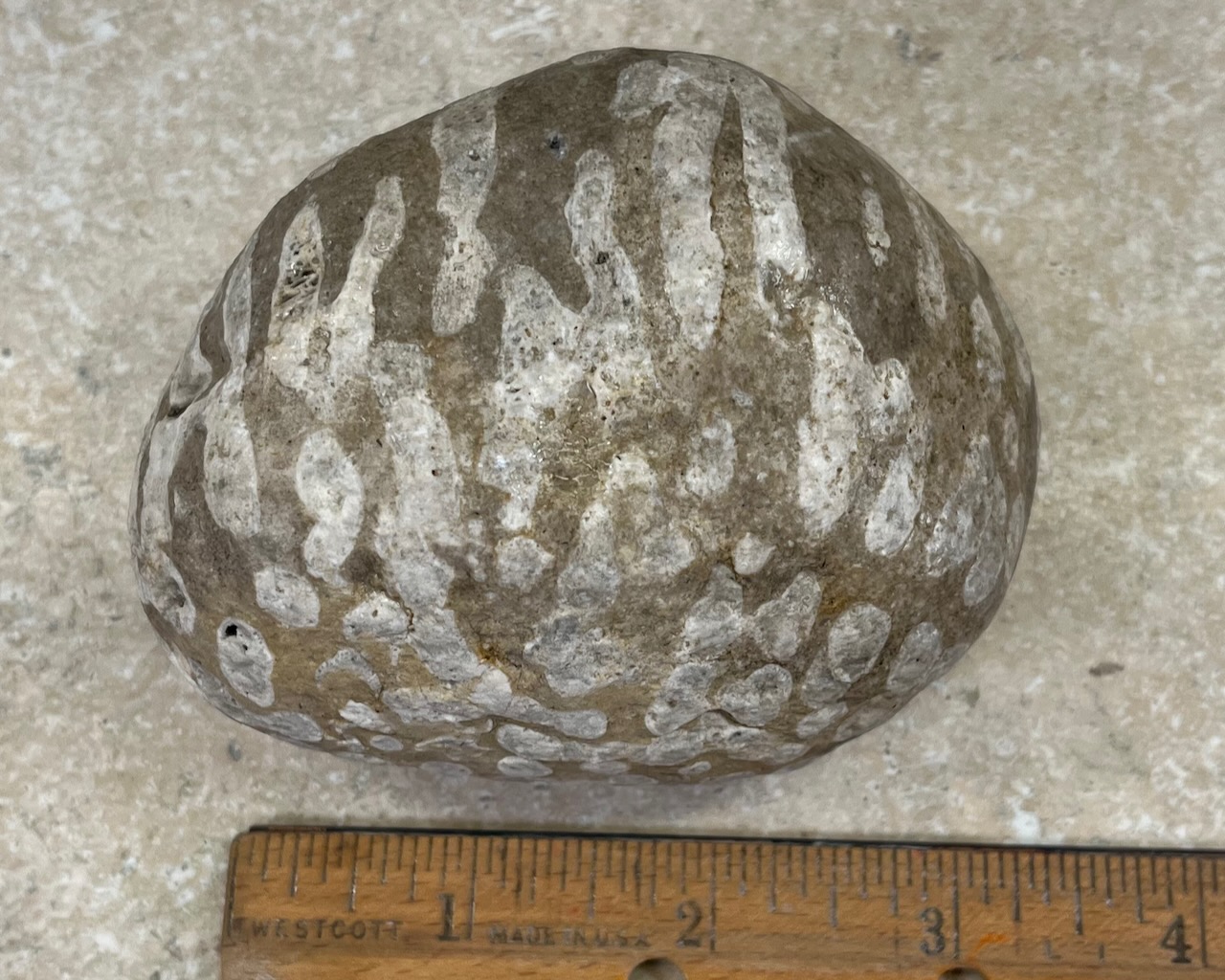 Is this Devonian fossil Syringopora? - Fossil ID - The Fossil Forum