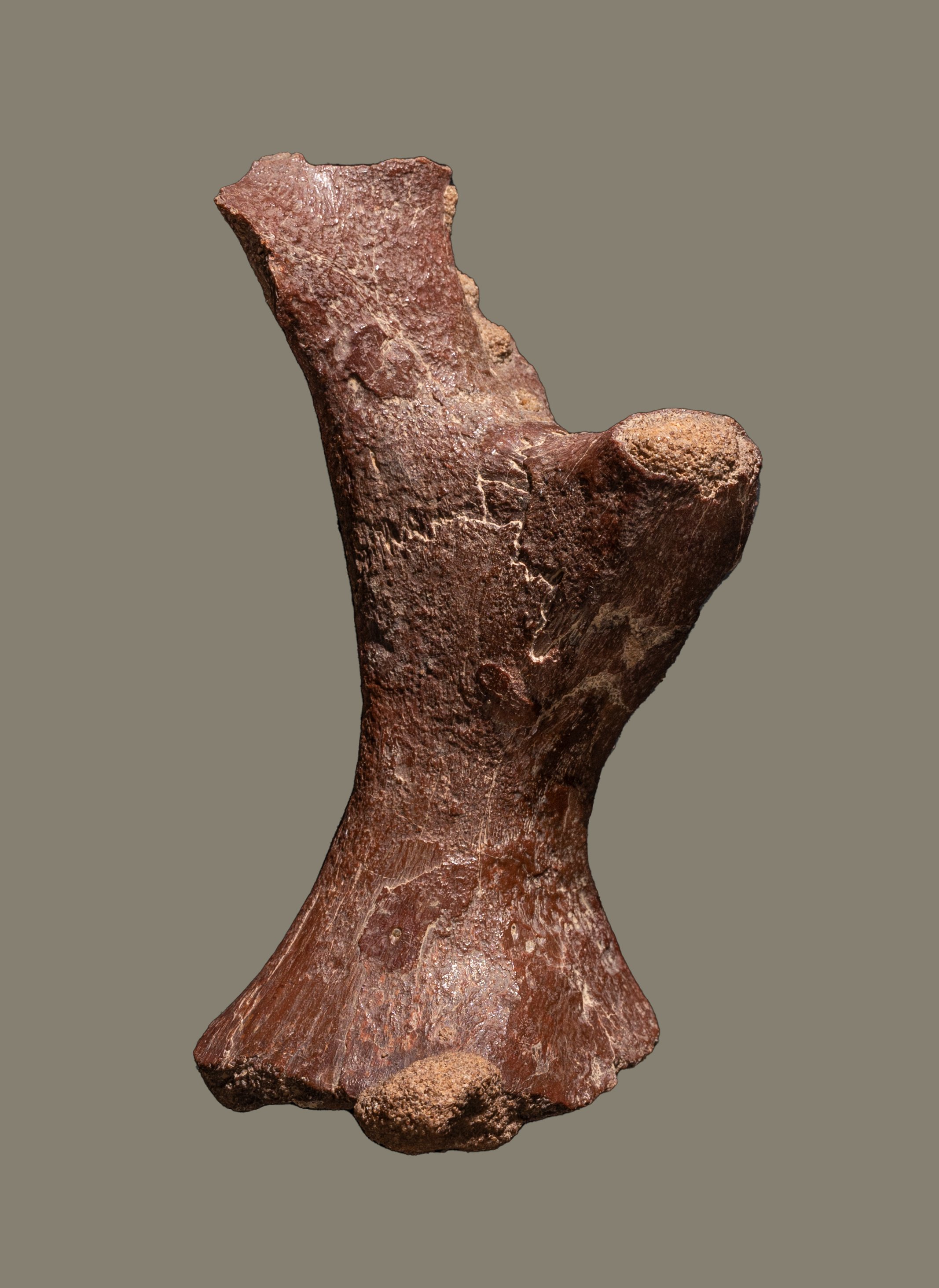 red and heavy bones: Kem Kem? - Fossil ID - The Fossil Forum