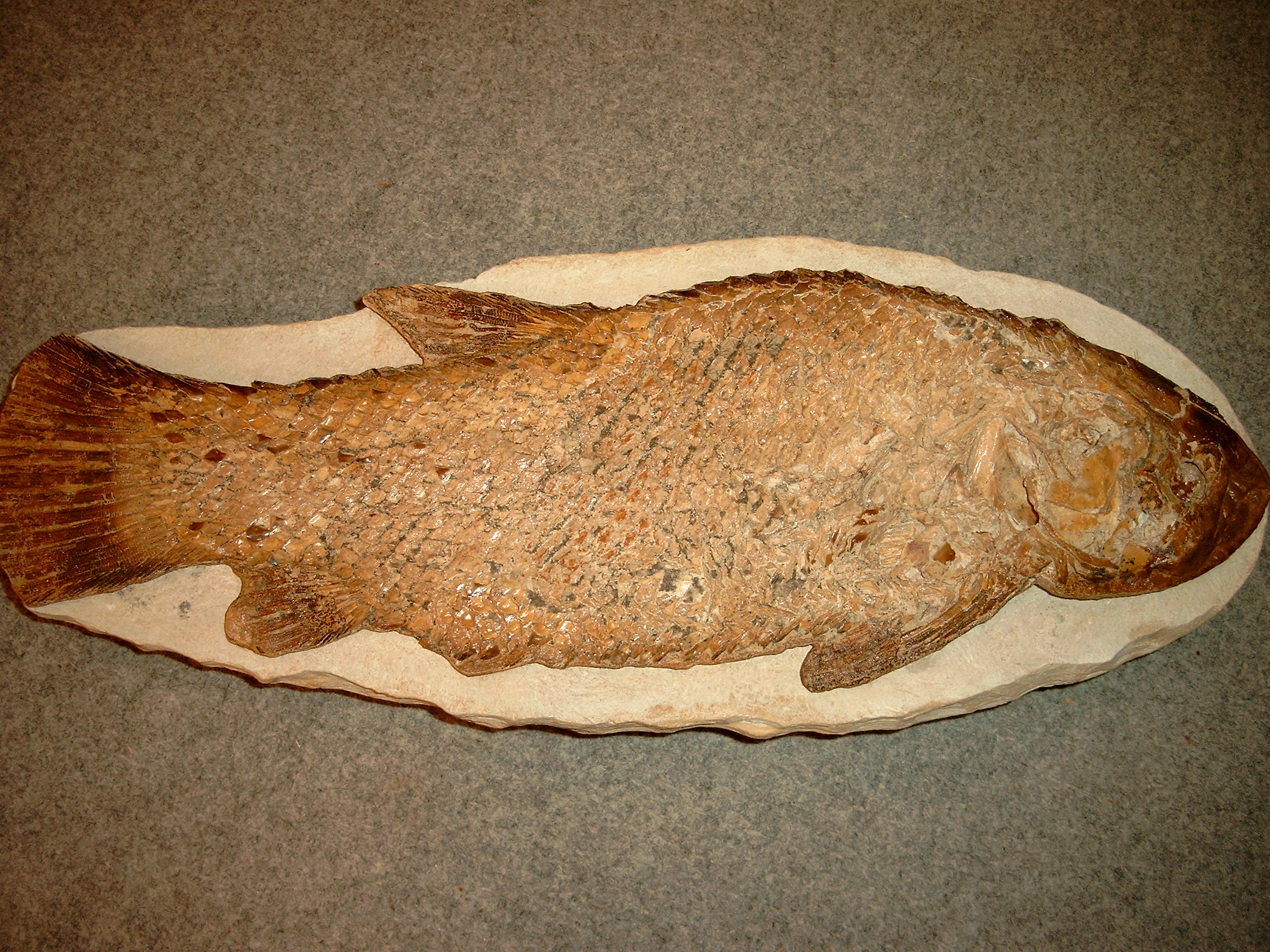 Brazilian Fish Nodule - Fossil ID - The Fossil Forum