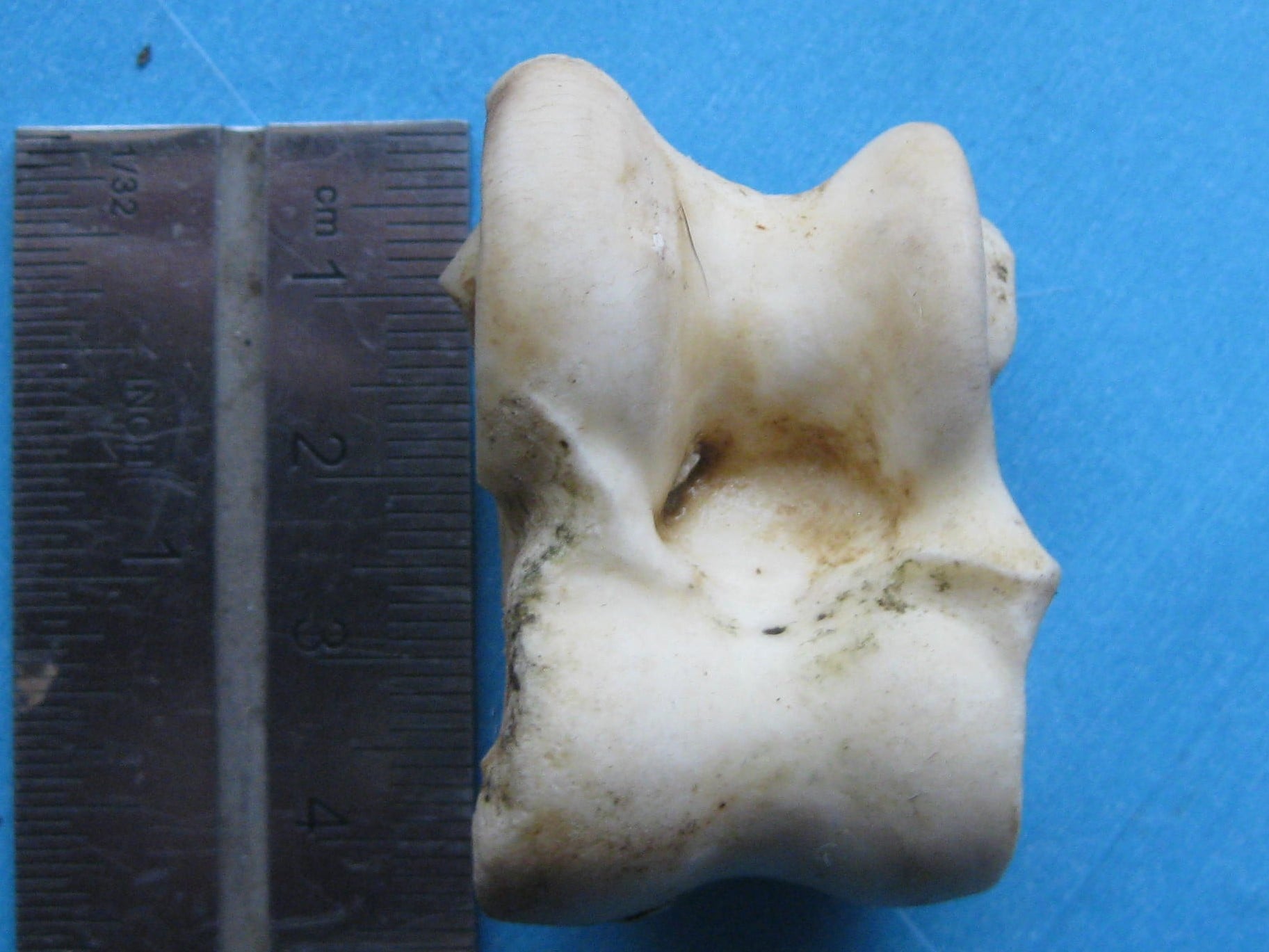 Peace River Astragalus - Deer or peccary? - Fossil ID - The Fossil Forum