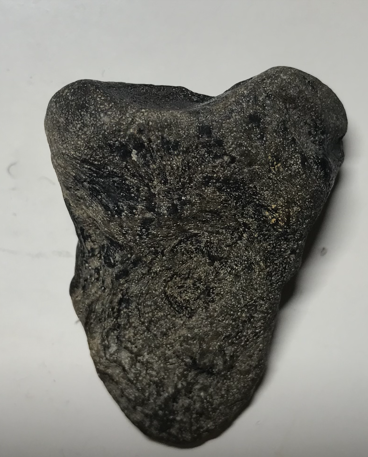 shark tooth or rock?? - Fossil ID - The Fossil Forum