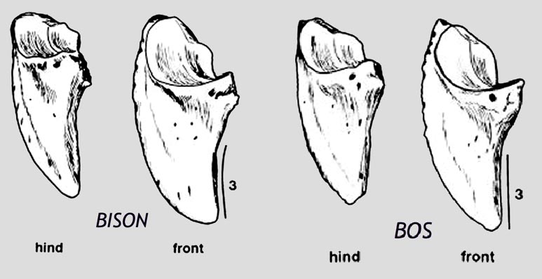 Identifying a tooth from Central Texas - Fossil ID - The Fossil Forum