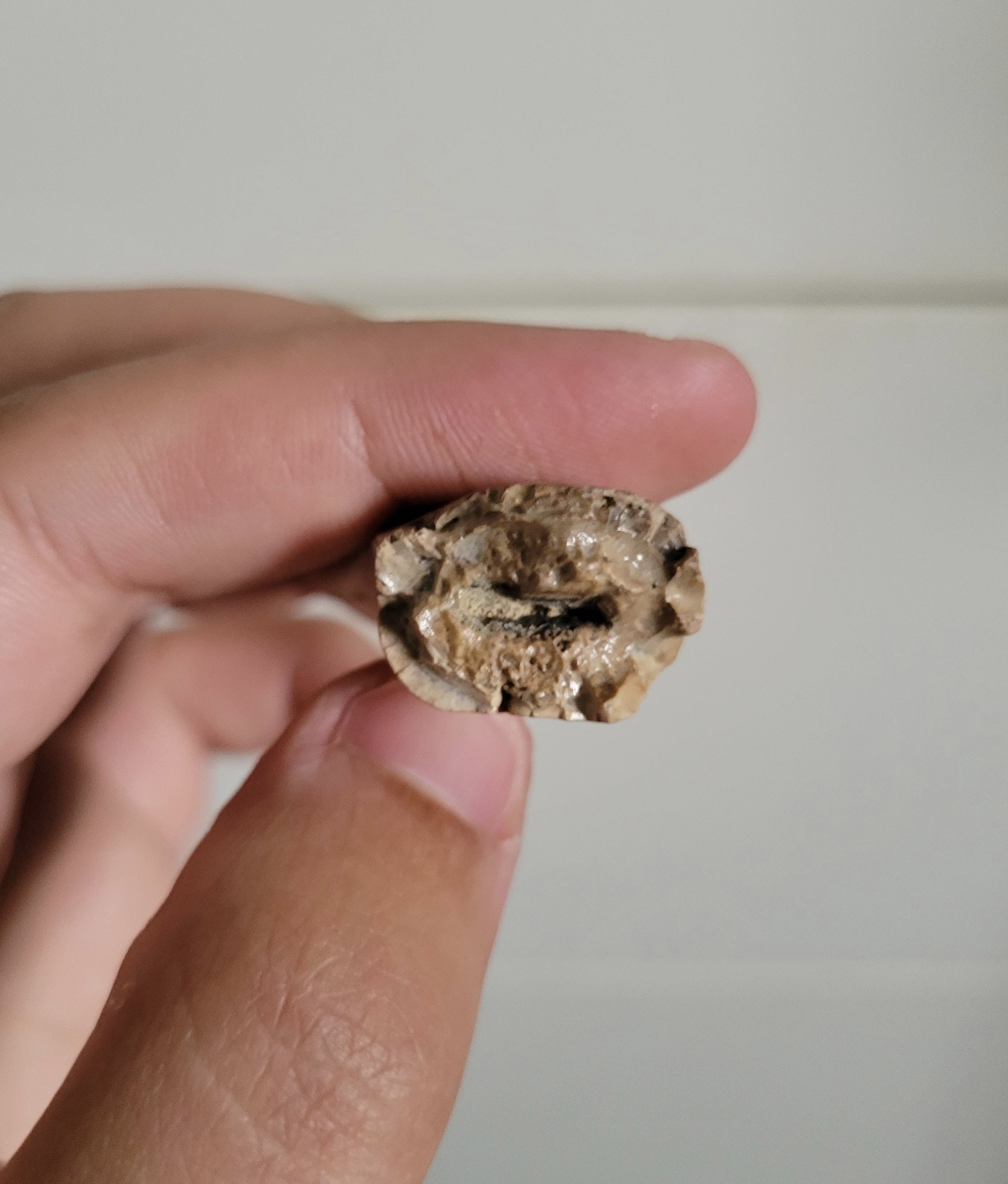 Oddly preserved Tyrannosaurus tooth - Is It Real? How to Recognize ...
