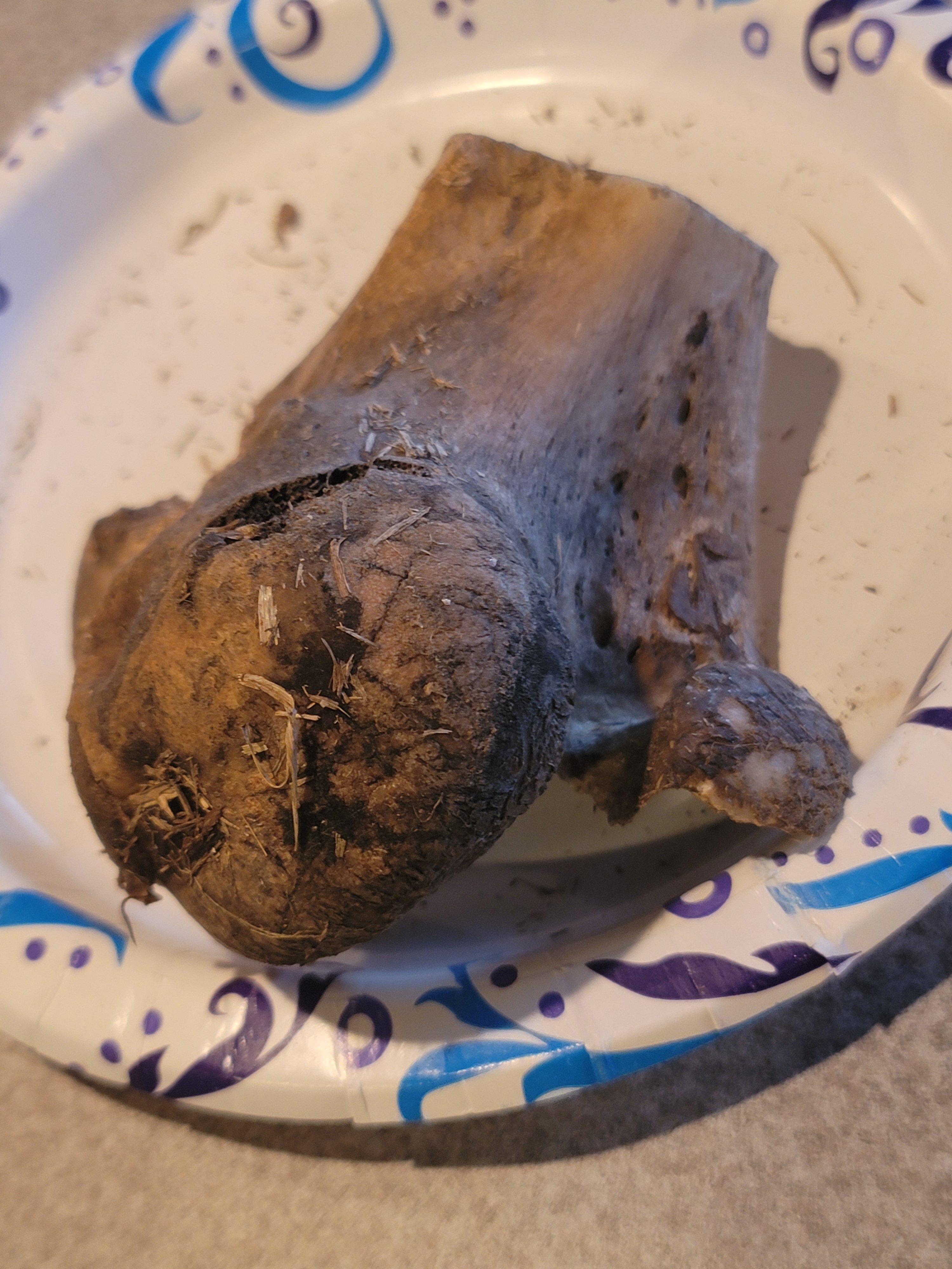 Is this a fossil? My dog dug it up in my yard - Fossil ID - The Fossil ...