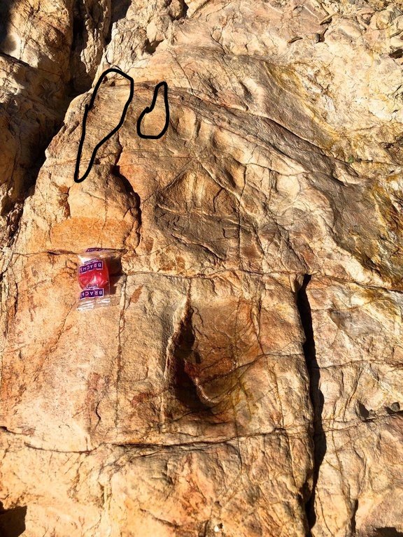 Fossilized Arizona Human Footprint (?) - Page 2 - Fossil ID - The ...