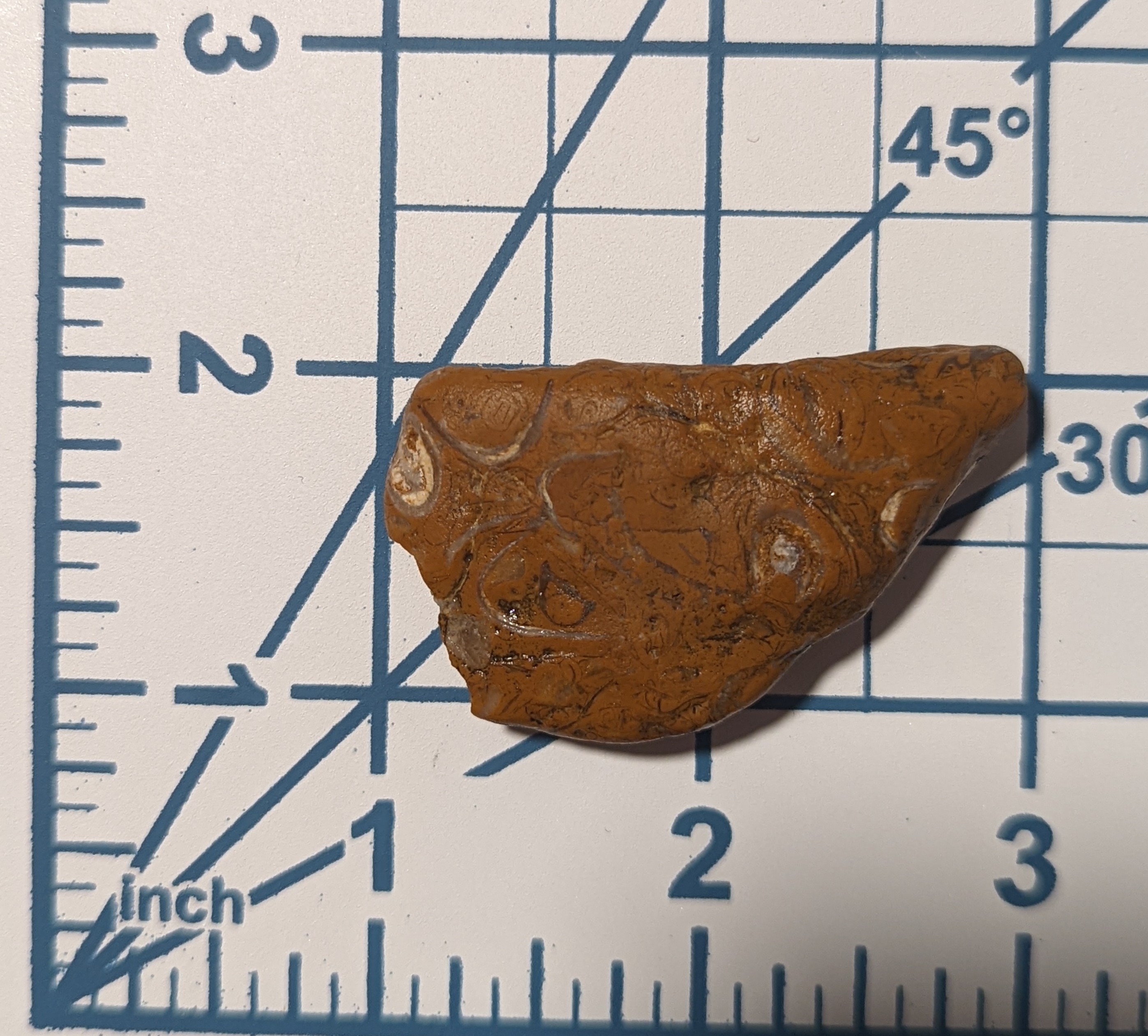 Fossil Hash Shells? - Fossil ID - The Fossil Forum