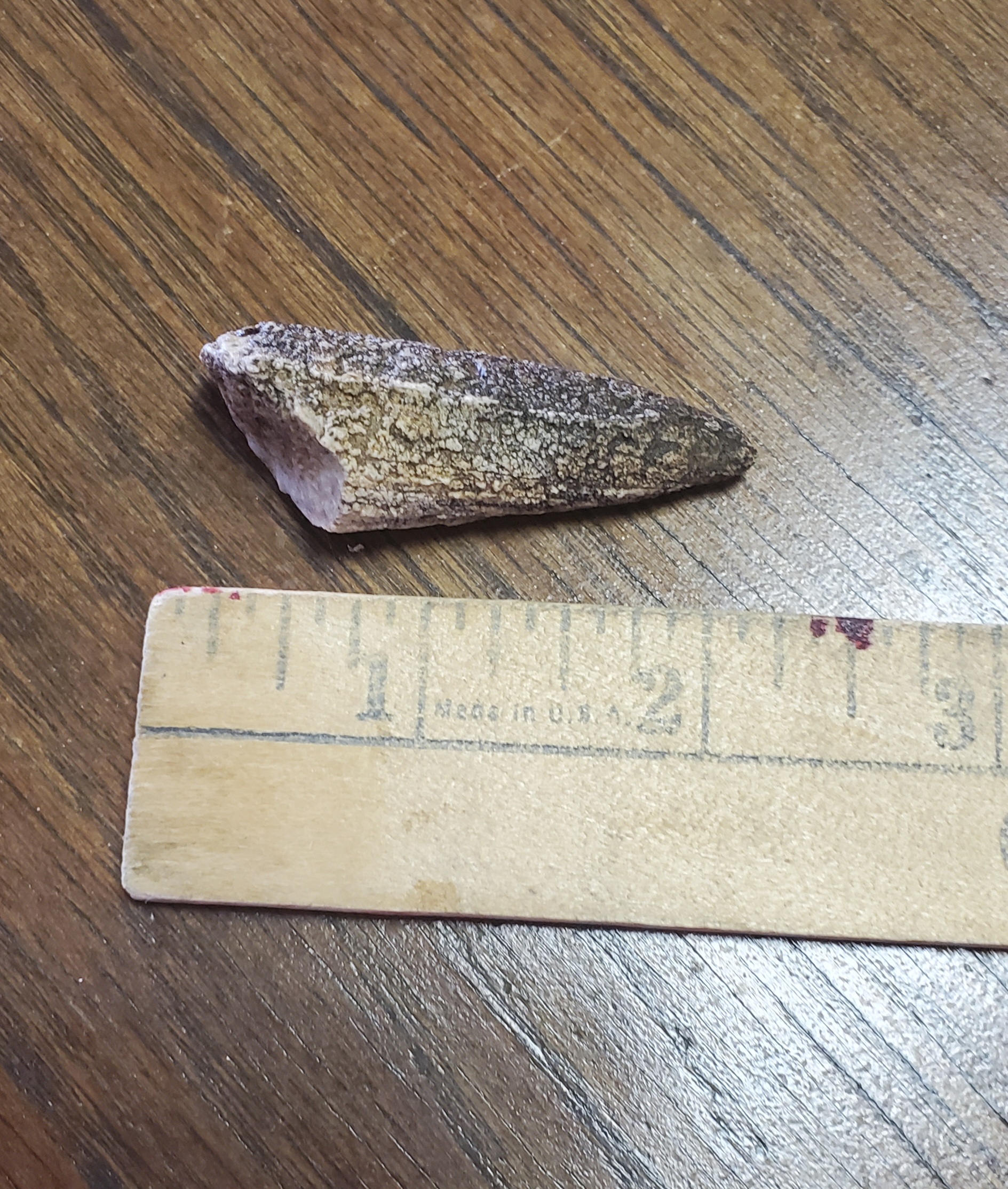 Phytosaur tooth? - Fossil ID - The Fossil Forum