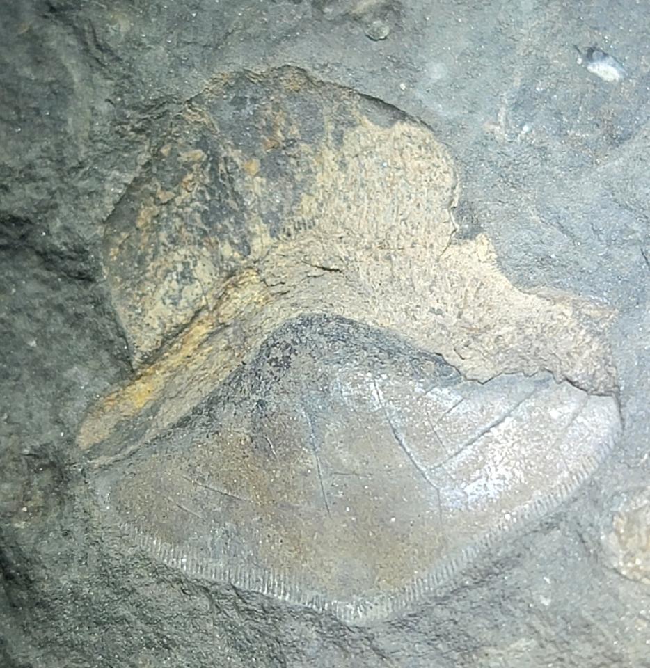 Pennsylvanian Marine and Plants - Fossil ID - The Fossil Forum