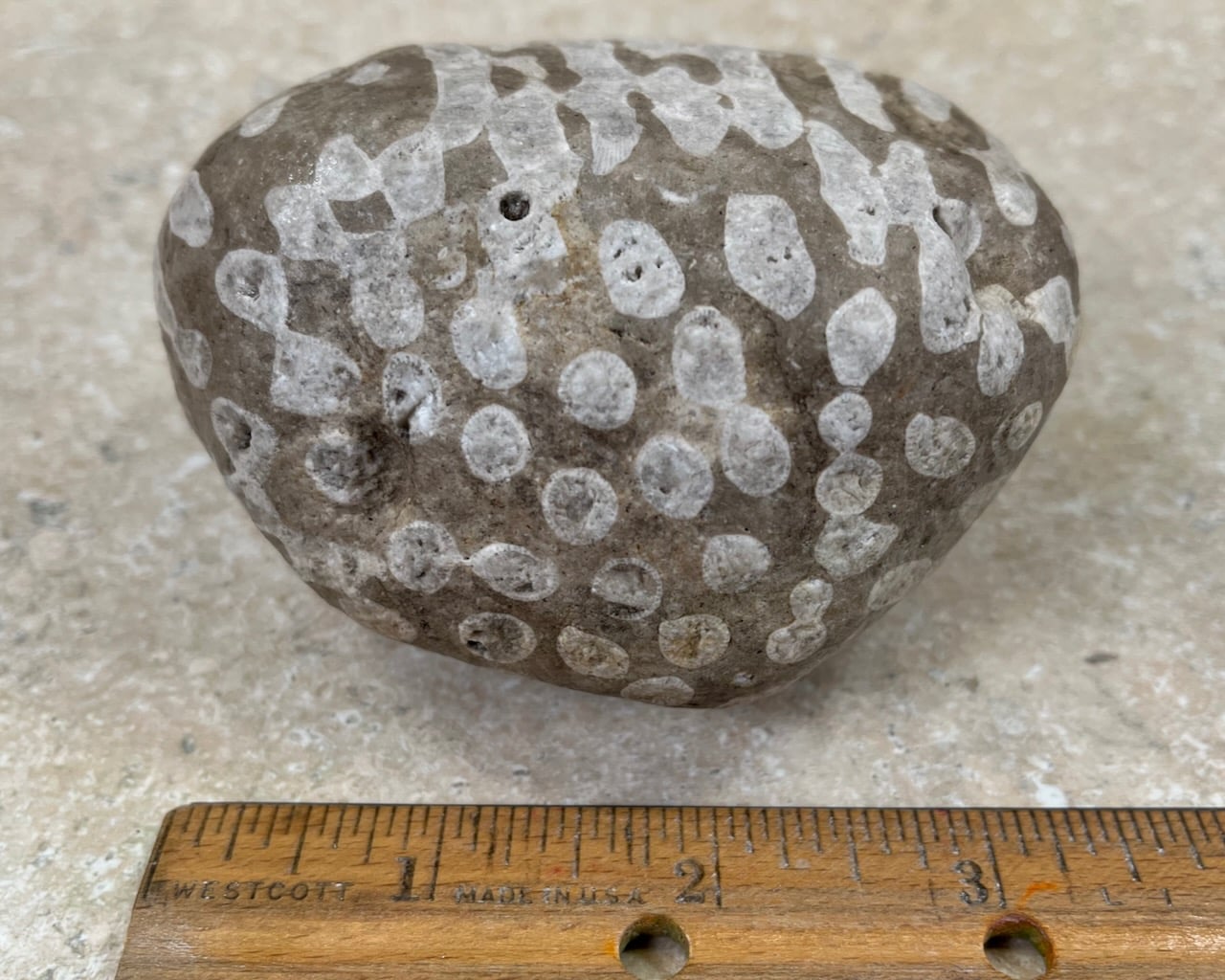 Is this Devonian fossil Syringopora? - Fossil ID - The Fossil Forum