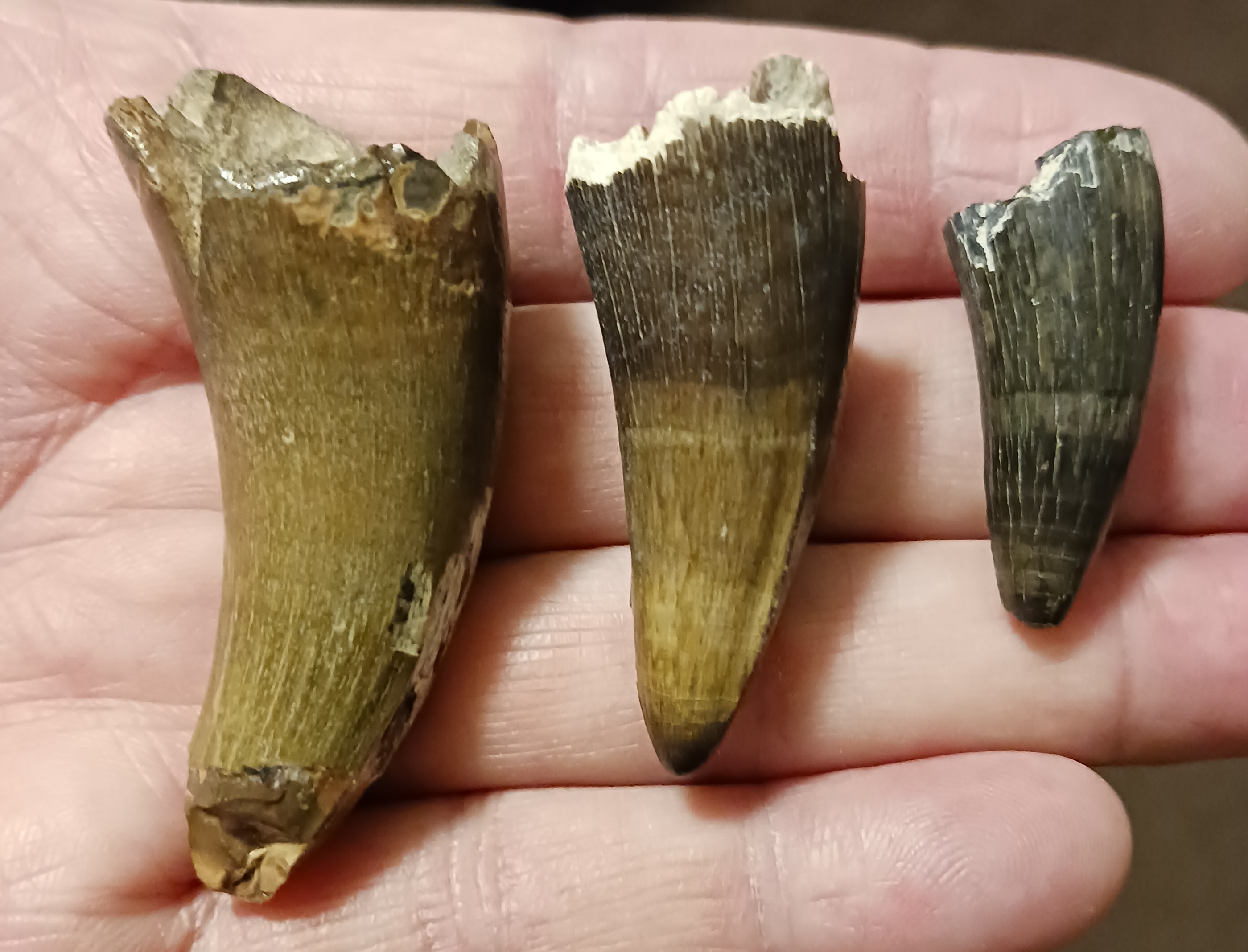 Possible Deinosuchus schwimmeri tooth. - Fossil ID - The Fossil Forum