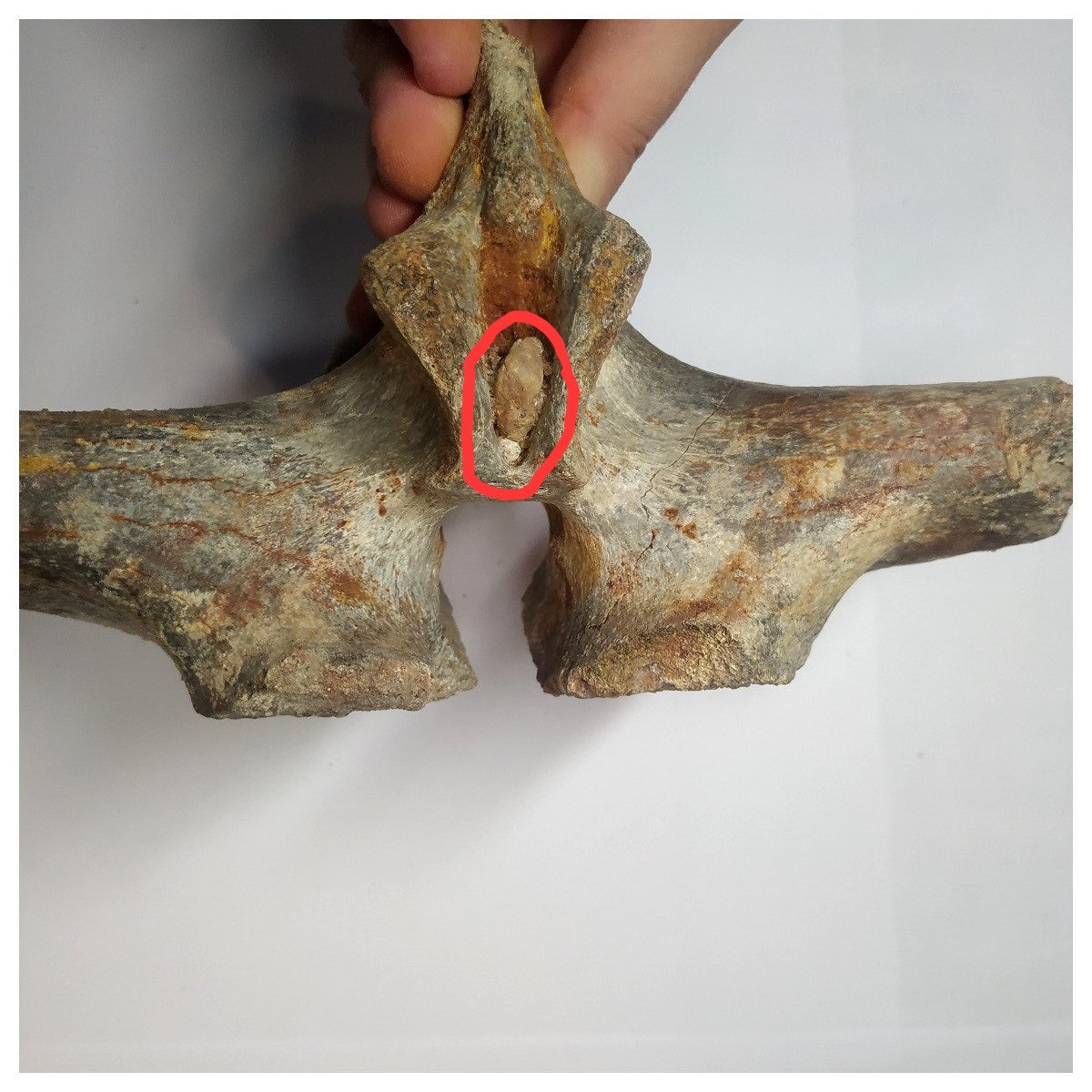 Carcharodontosaurus dorsal vertebra? - Fossil ID - The Fossil Forum