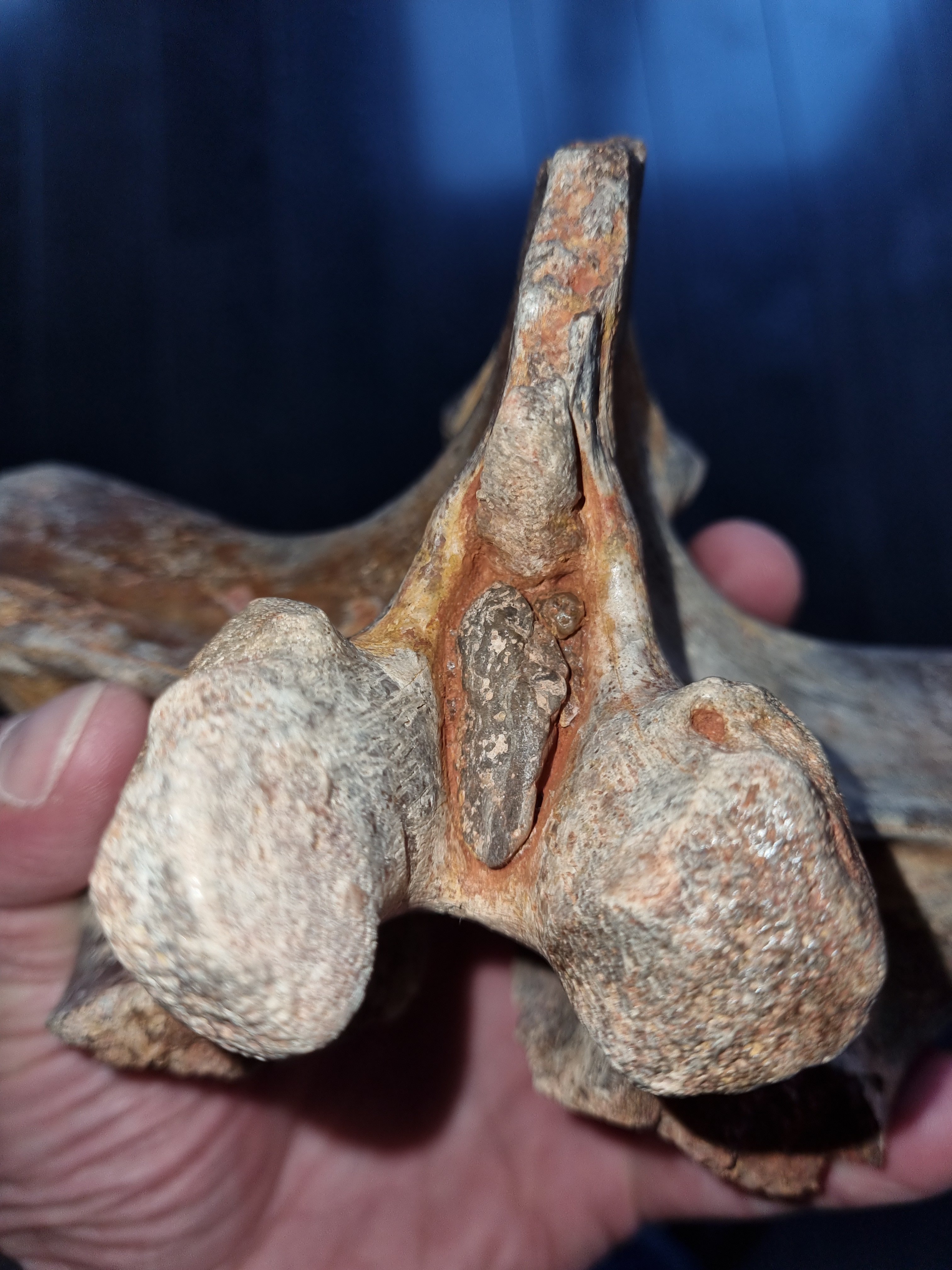 Carcharodontosaurus dorsal vertebra? - Fossil ID - The Fossil Forum