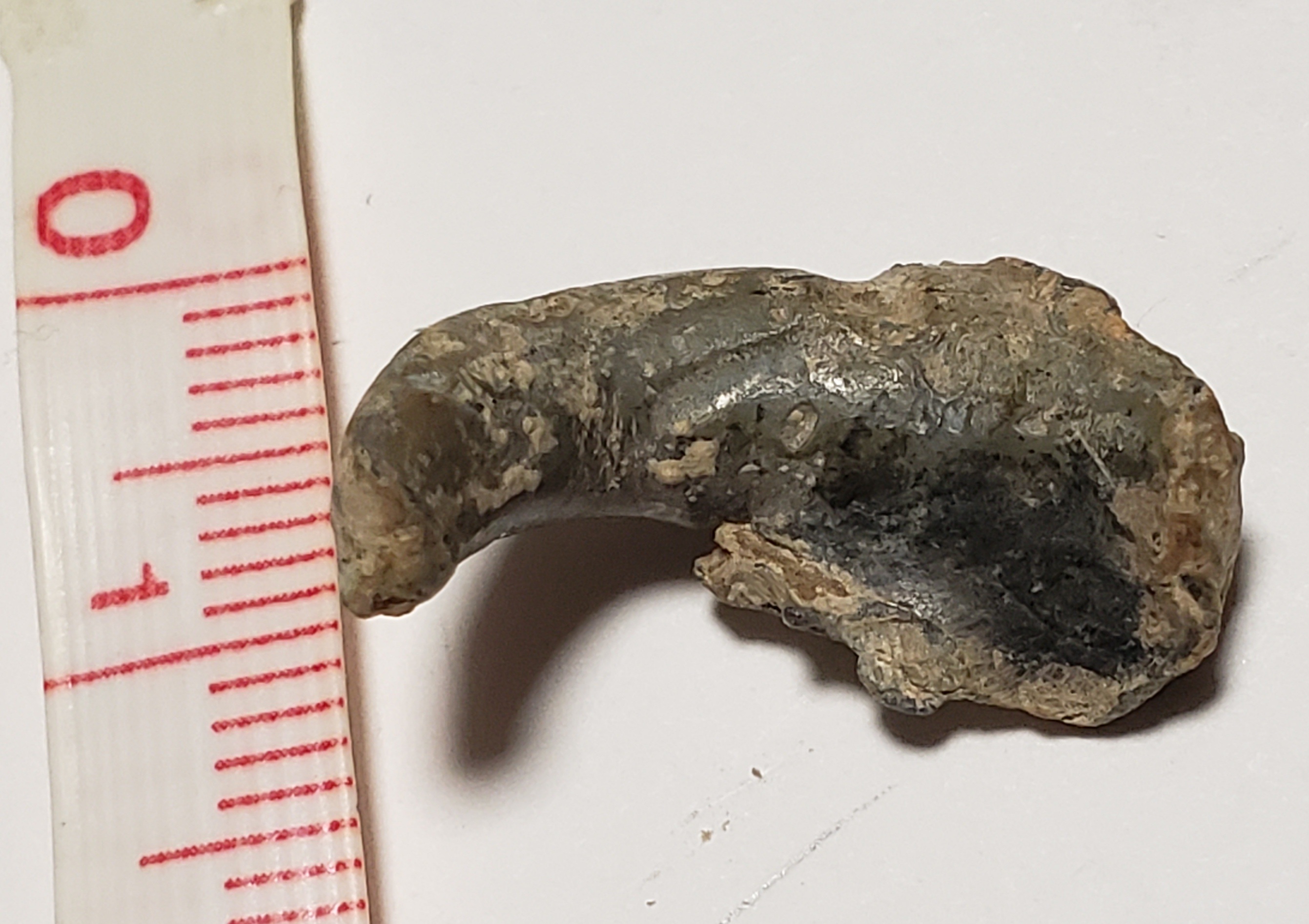 Fossil claw with flesh? Eastern Iowa field find. - Fossil ID - The ...