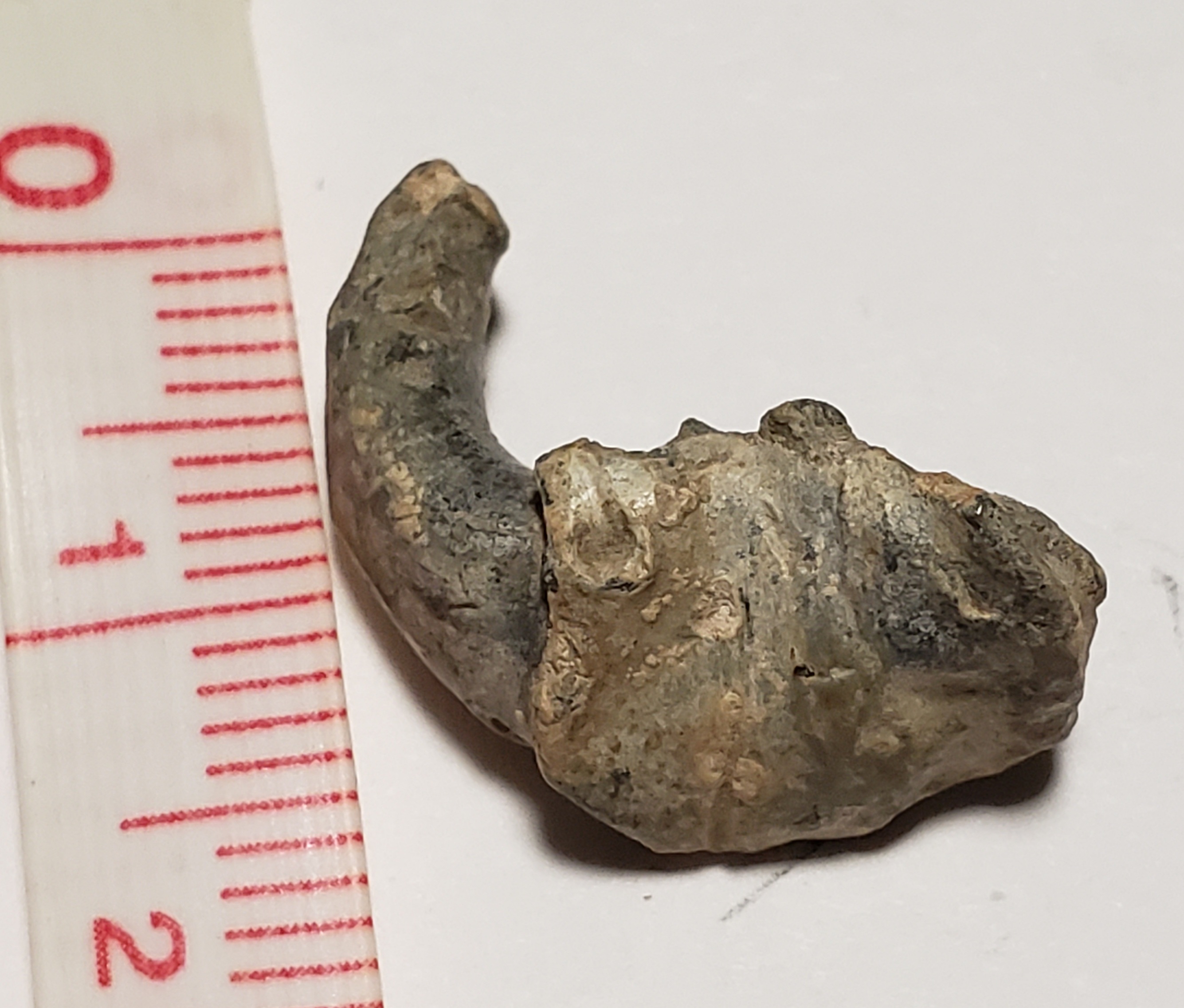 Fossil claw with flesh? Eastern Iowa field find. - Fossil ID - The ...