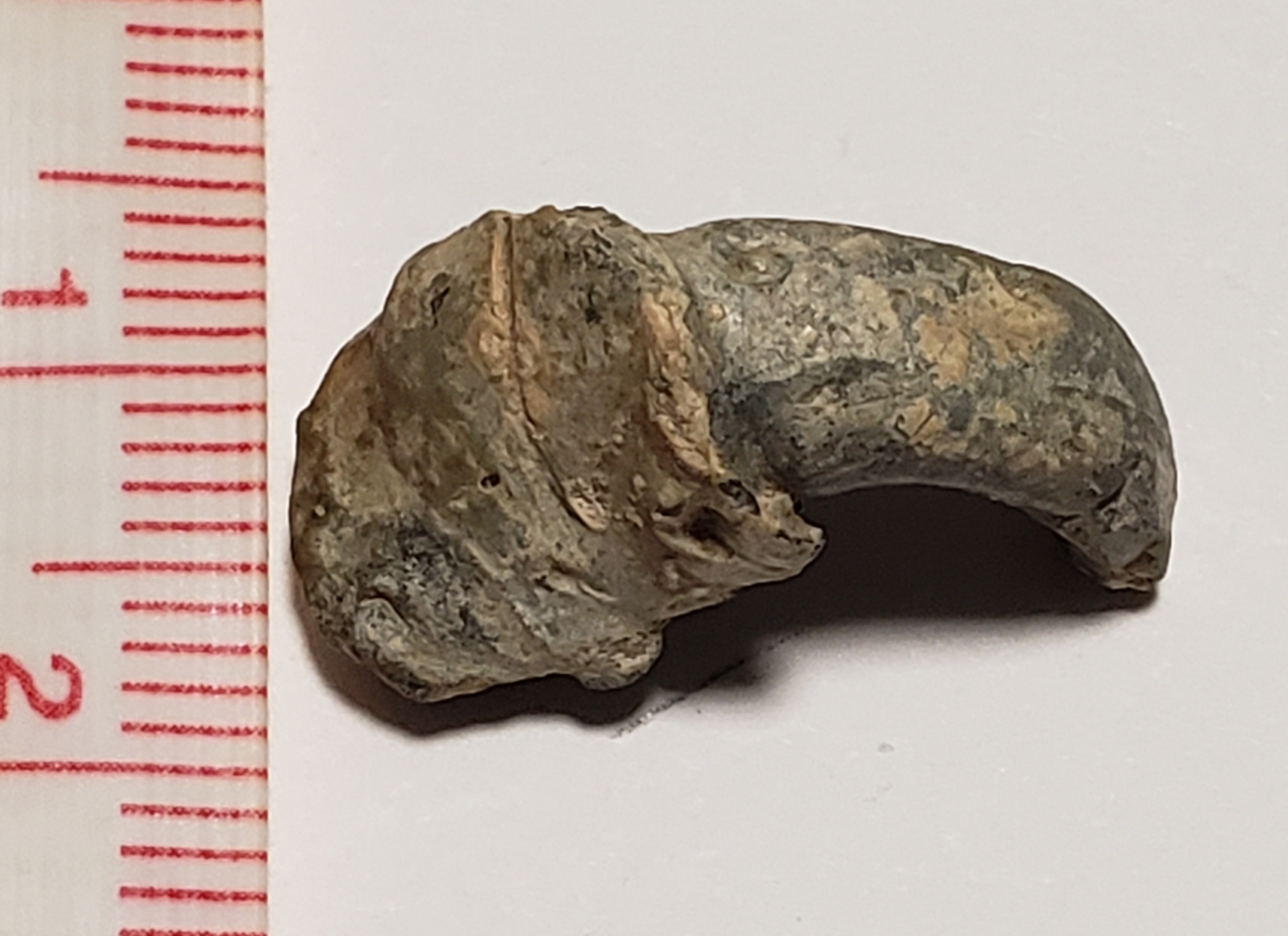 Fossil claw with flesh? Eastern Iowa field find. - Fossil ID - The ...