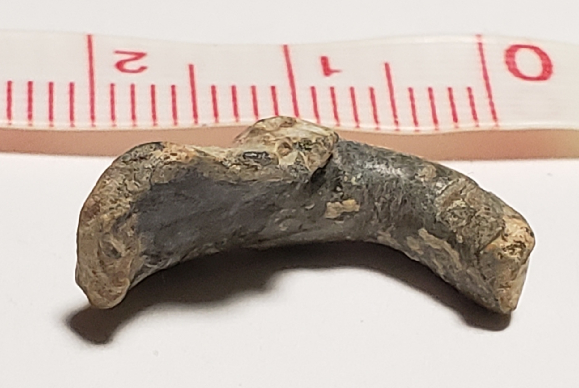 Fossil claw with flesh? Eastern Iowa field find. - Fossil ID - The ...