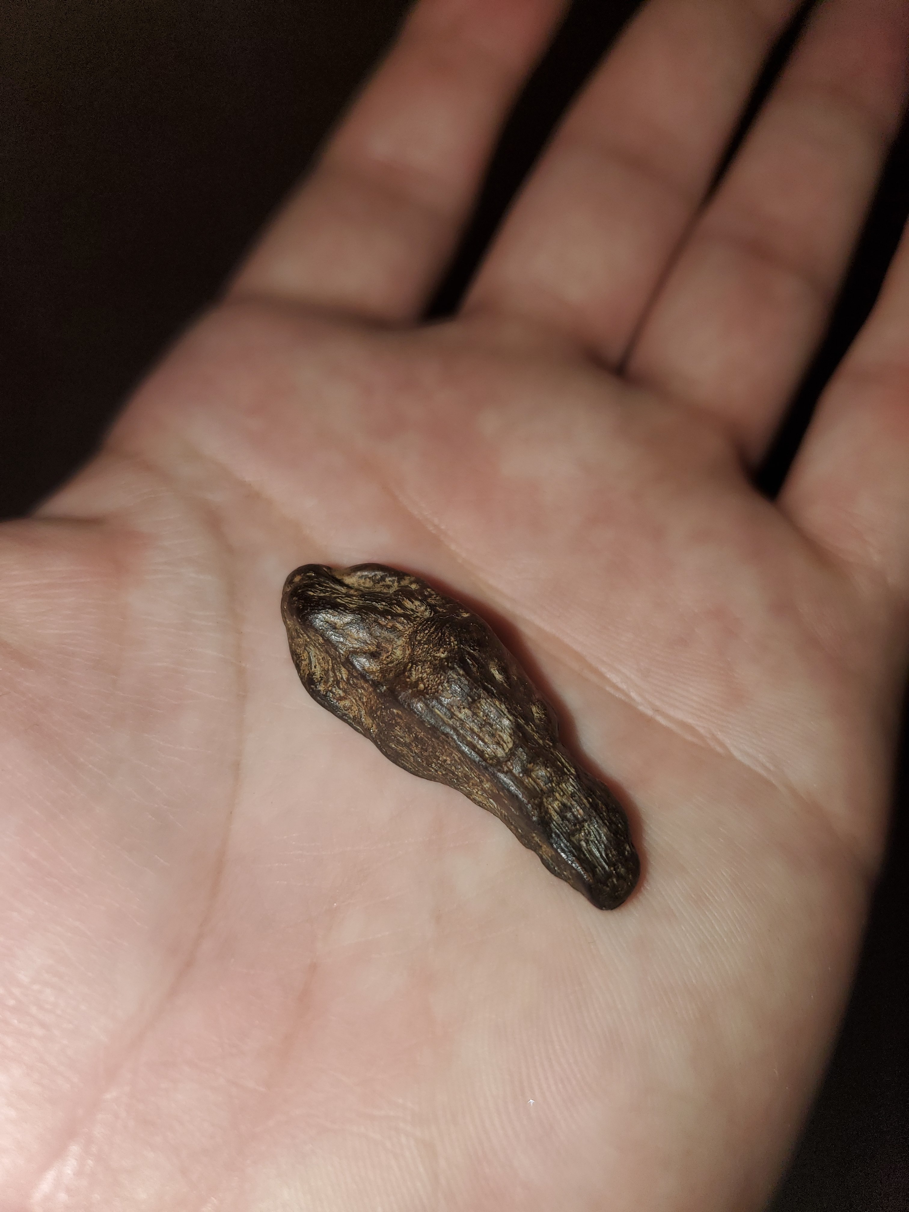 River worn tooth? - Fossil ID - The Fossil Forum