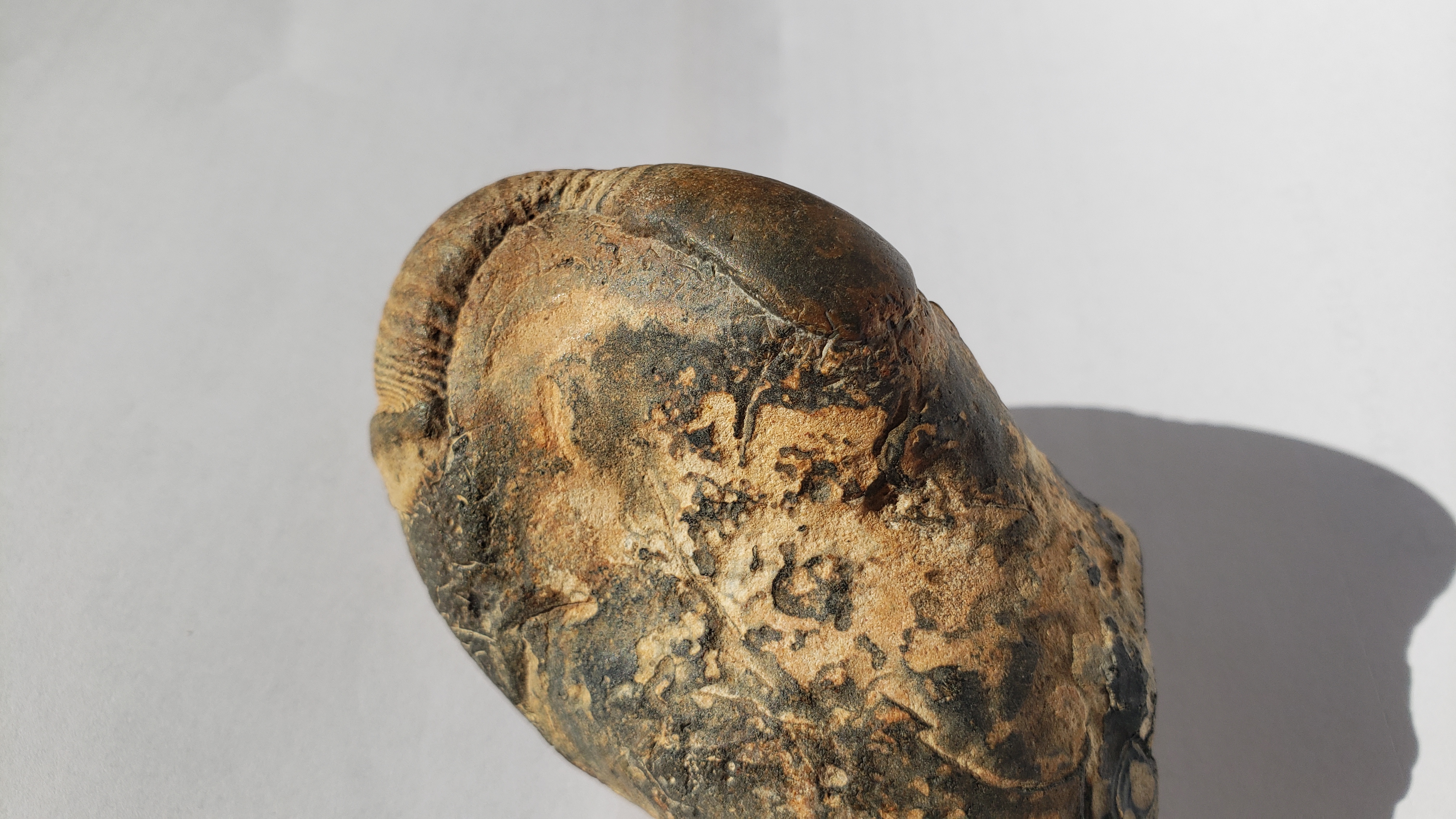Is This A Leech? - Fossil ID - The Fossil Forum