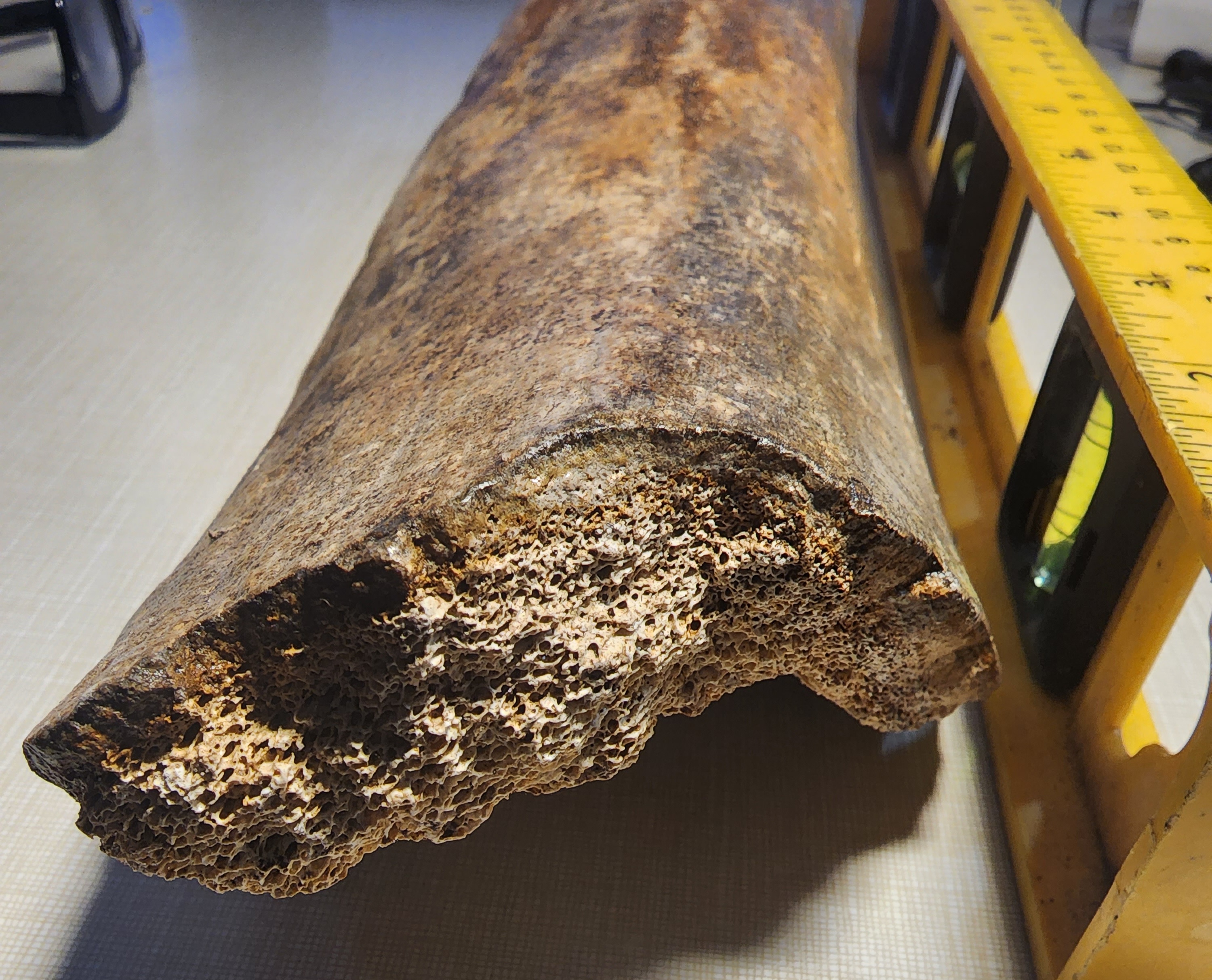 SE Texas - bone chunk or wood? - Fossil ID - The Fossil Forum