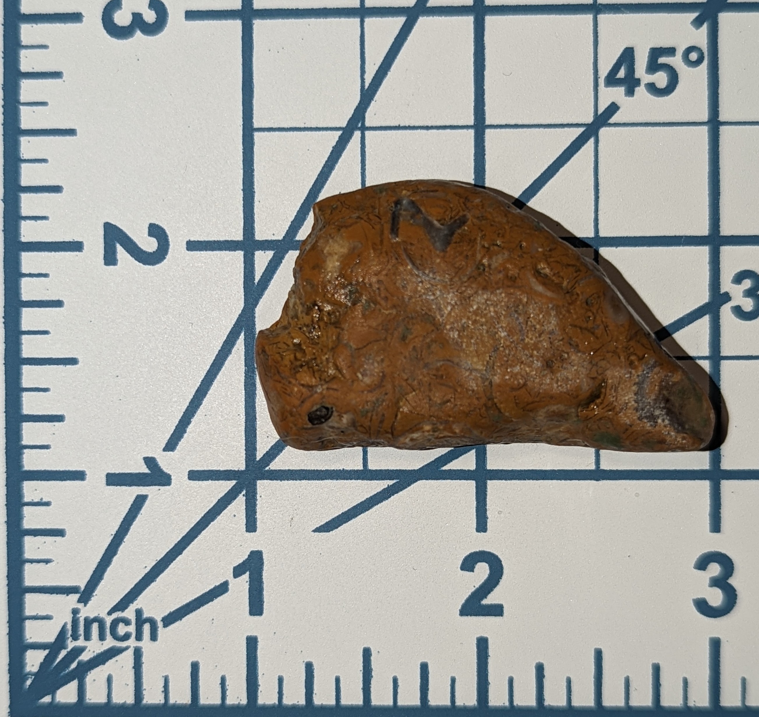 Fossil Hash Shells? - Fossil ID - The Fossil Forum