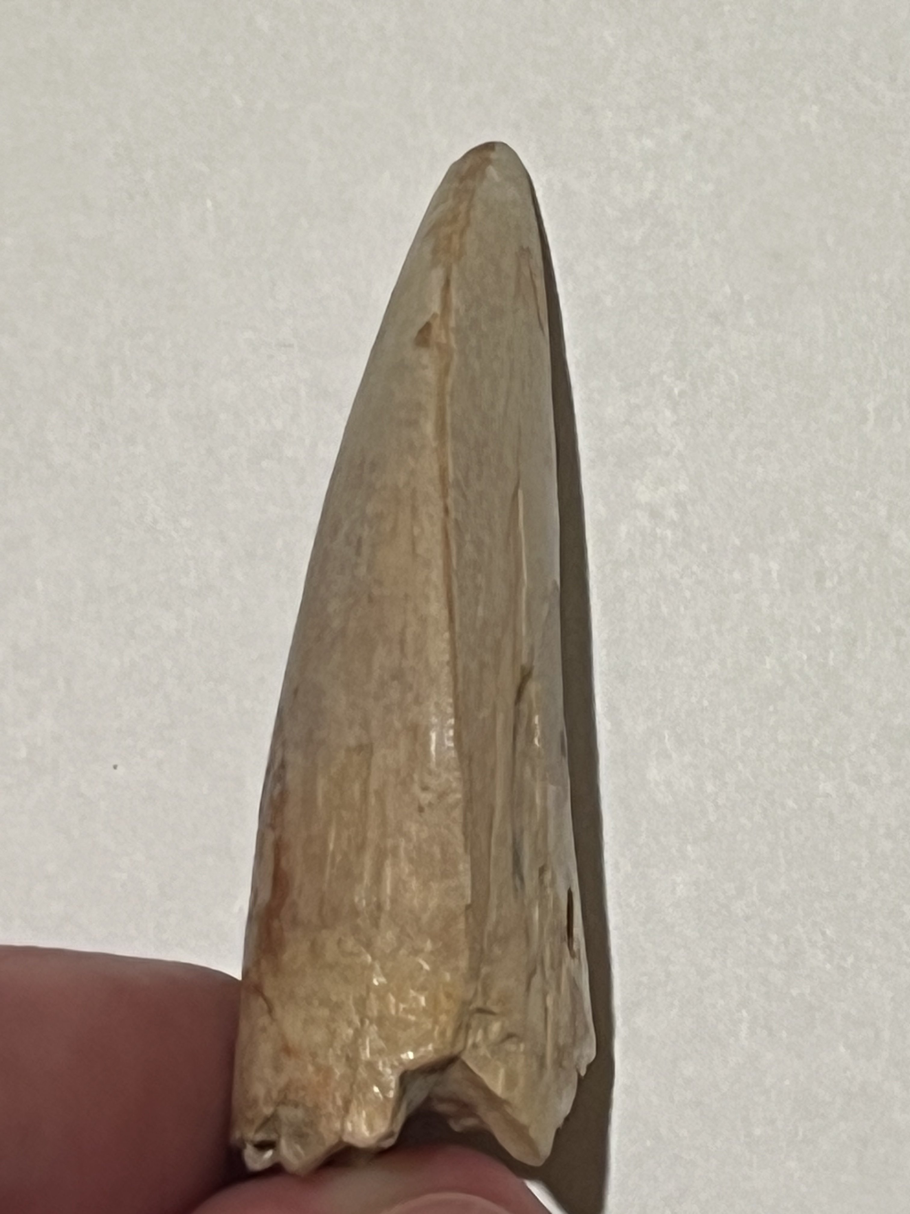 Tyrannosaurus rex tooth, unusual pale coloured preservation - Fossil ID ...