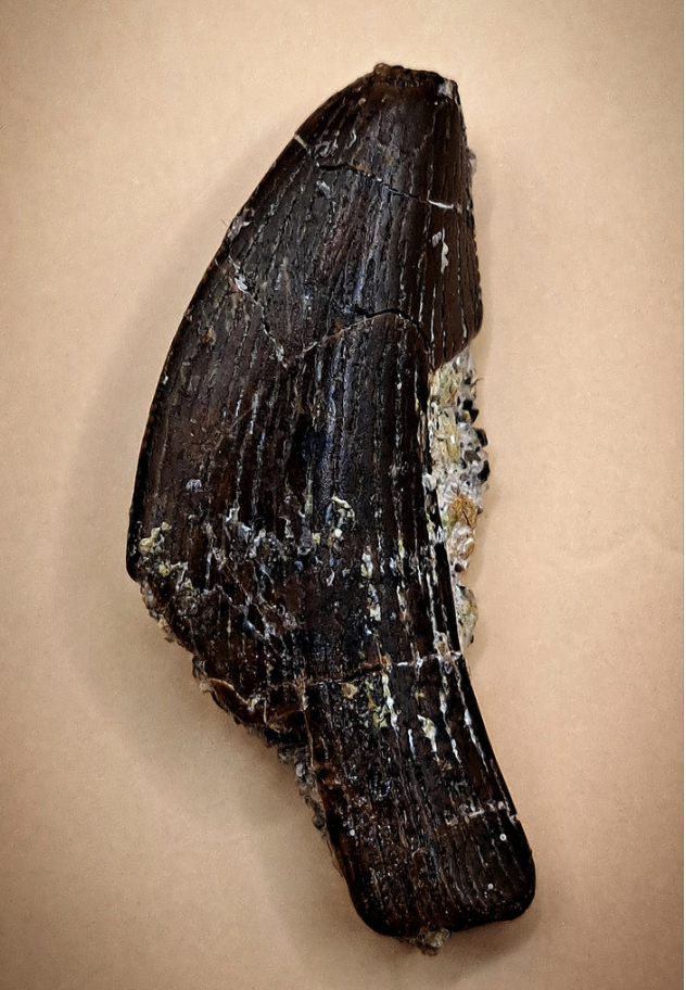 Torvosaurus tooth? - Fossil ID - The Fossil Forum
