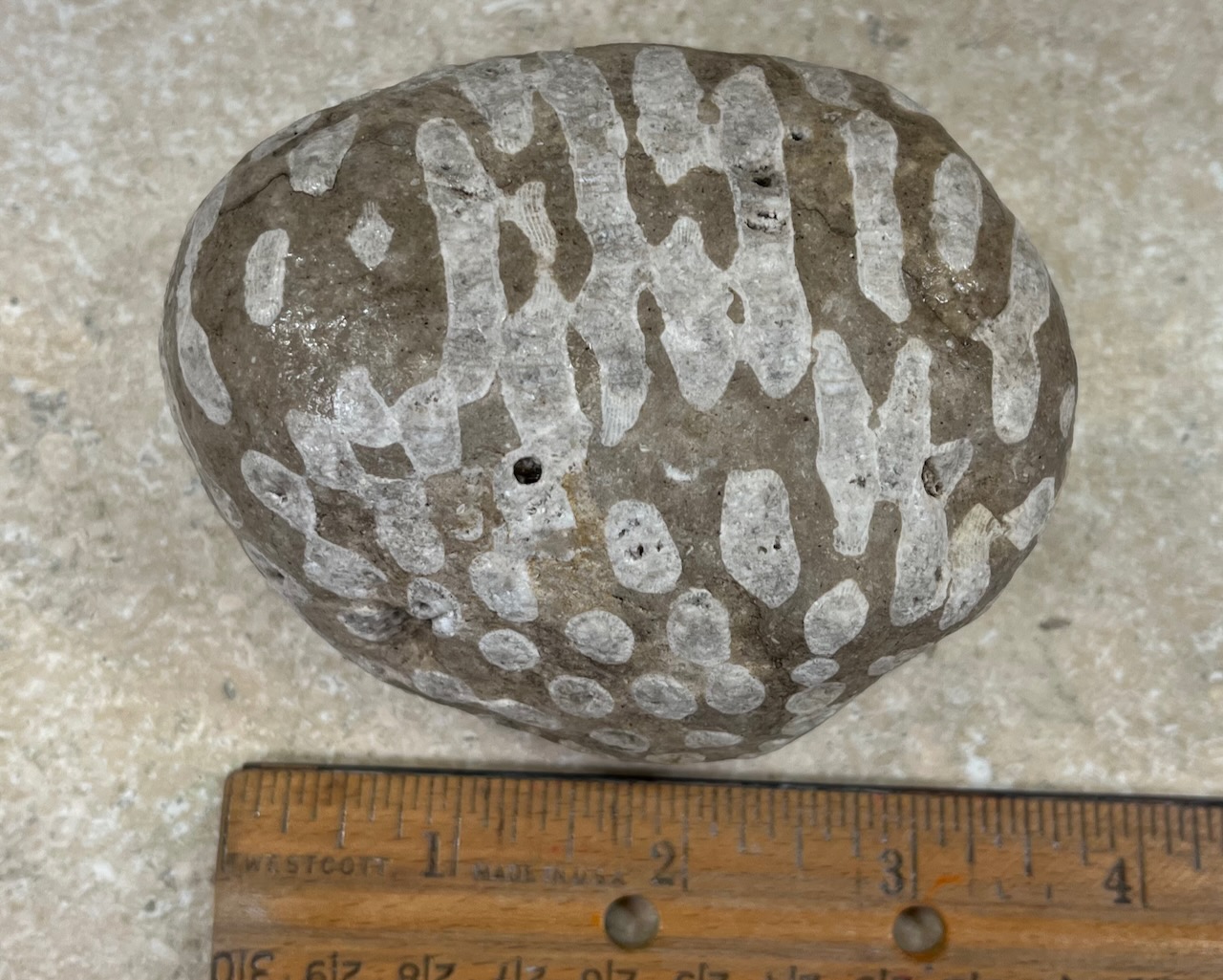 Is this Devonian fossil Syringopora? - Fossil ID - The Fossil Forum