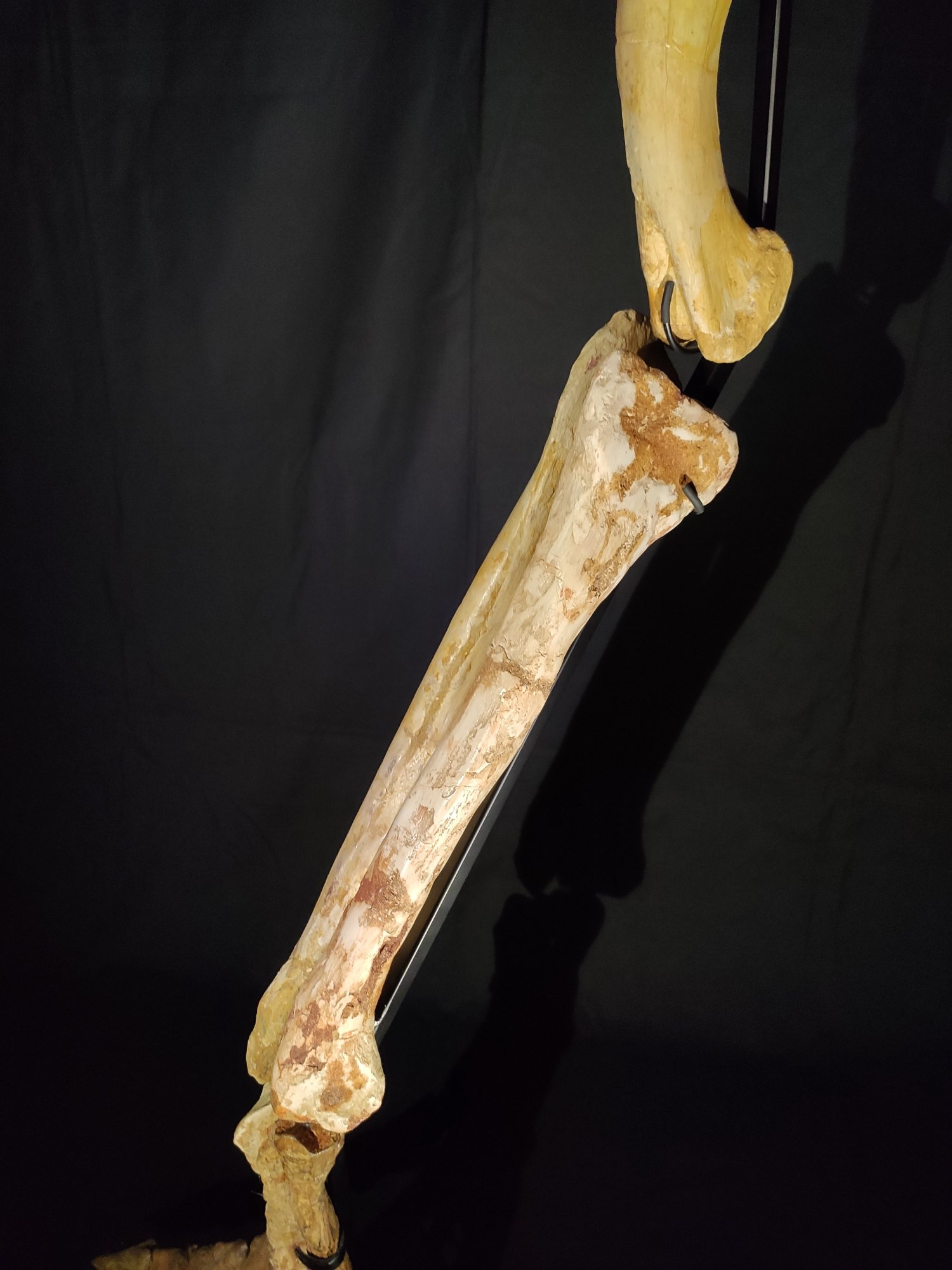A near complete Spinosaurus Leg - General Fossil Discussion - The ...