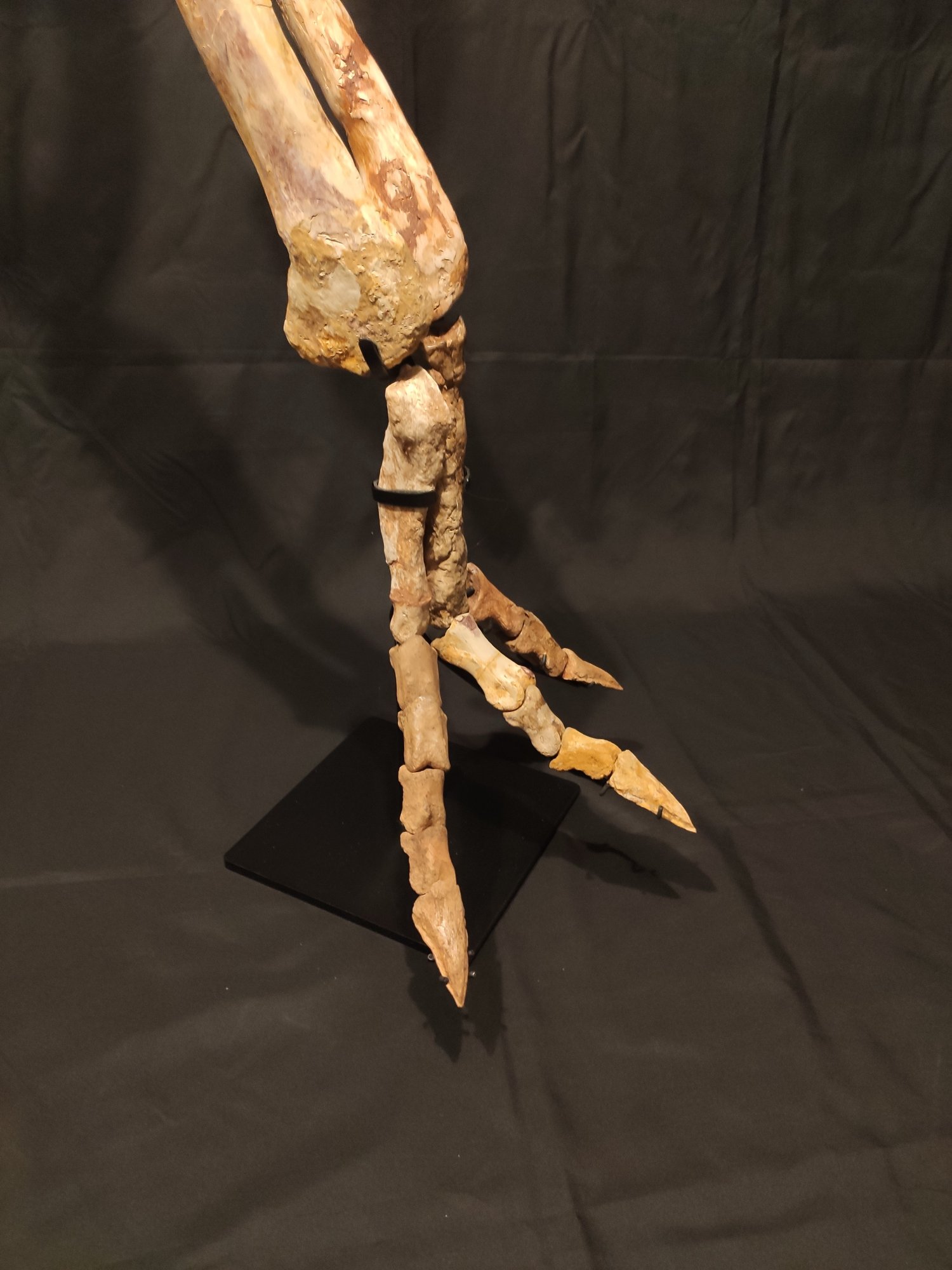 A near complete Spinosaurus Leg - General Fossil Discussion - The ...