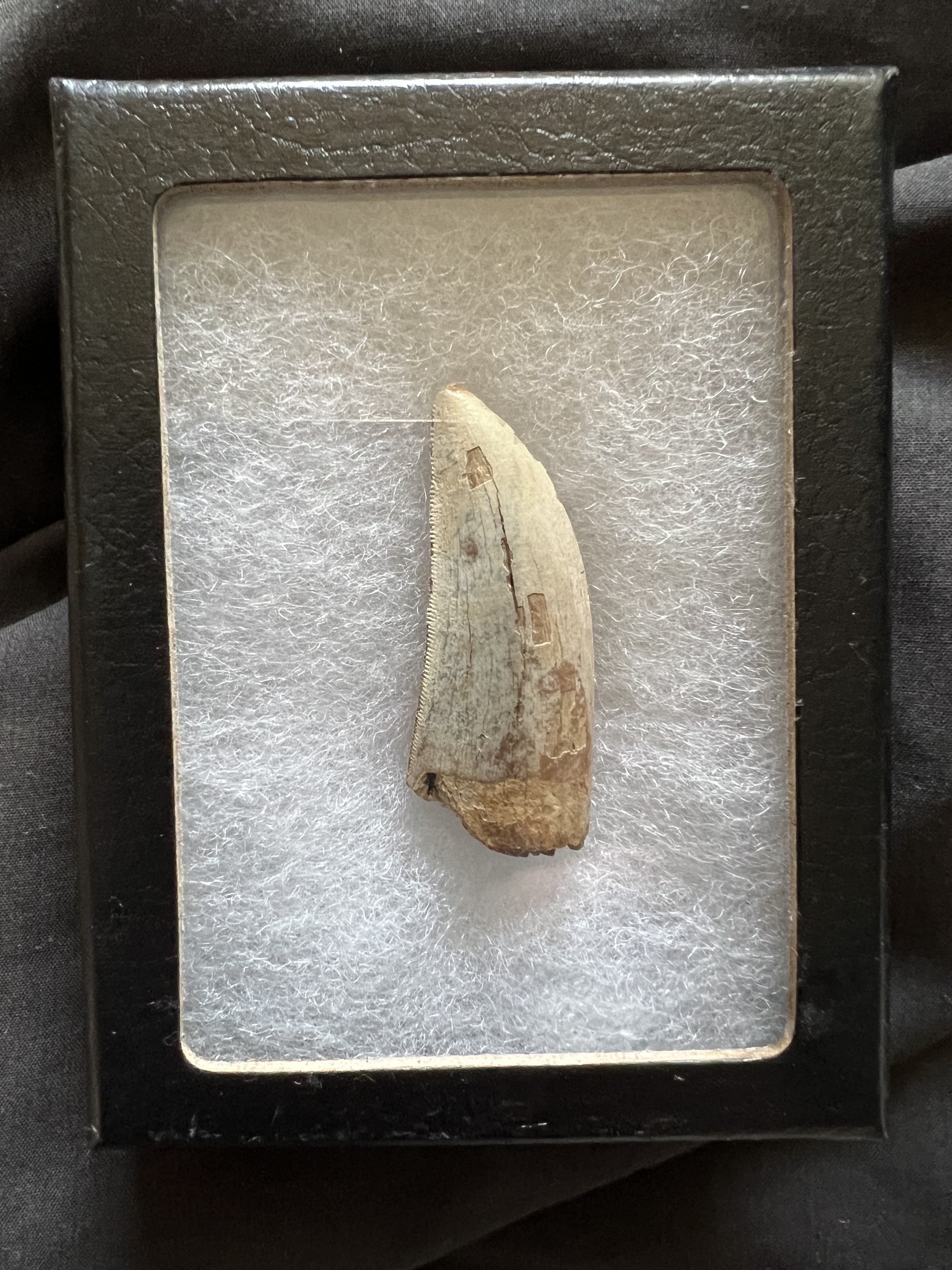 Tyrannosaurus rex tooth, unusual pale coloured preservation - Fossil ID ...