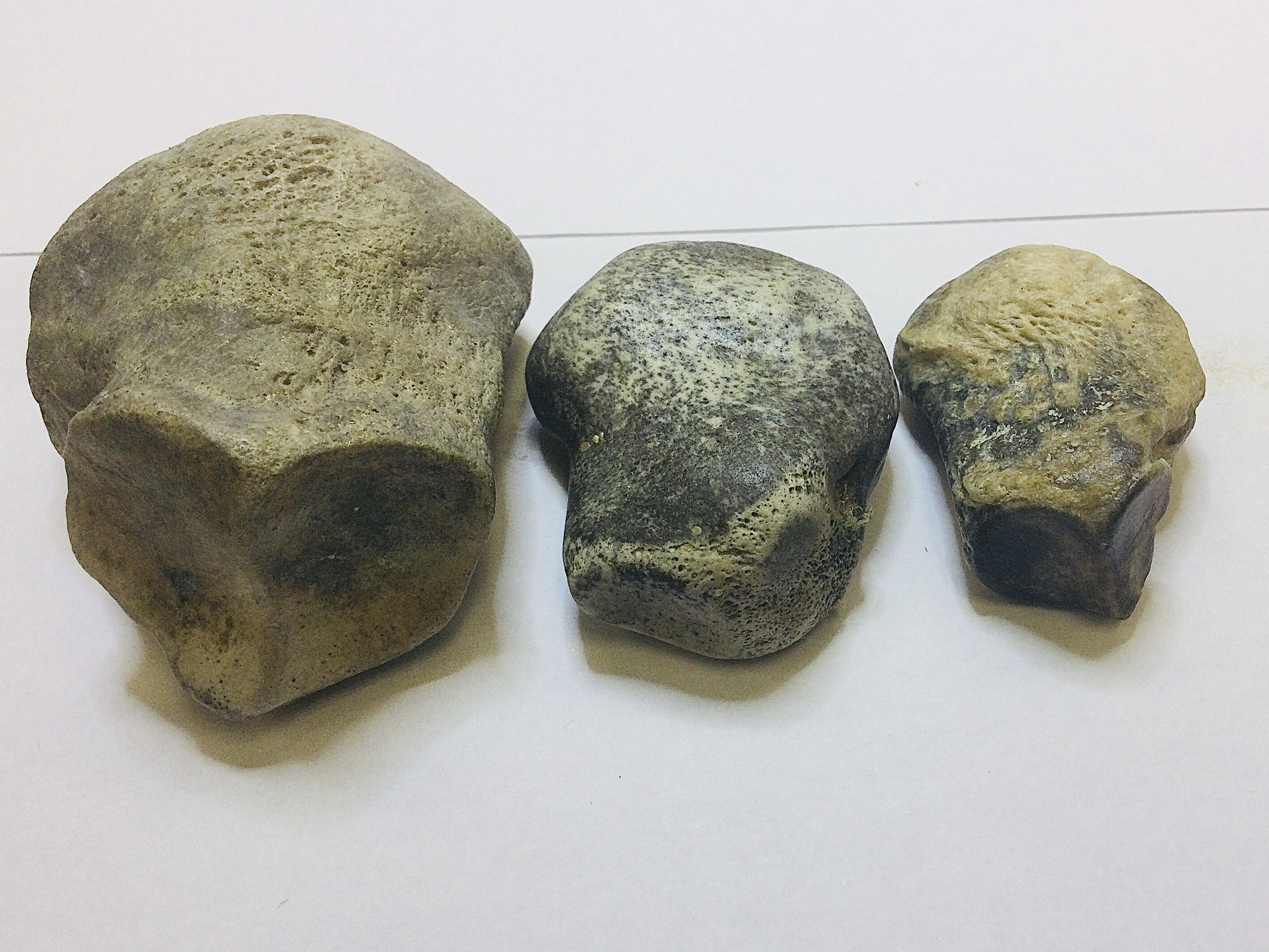Pisiform bones? - Fossil ID - The Fossil Forum