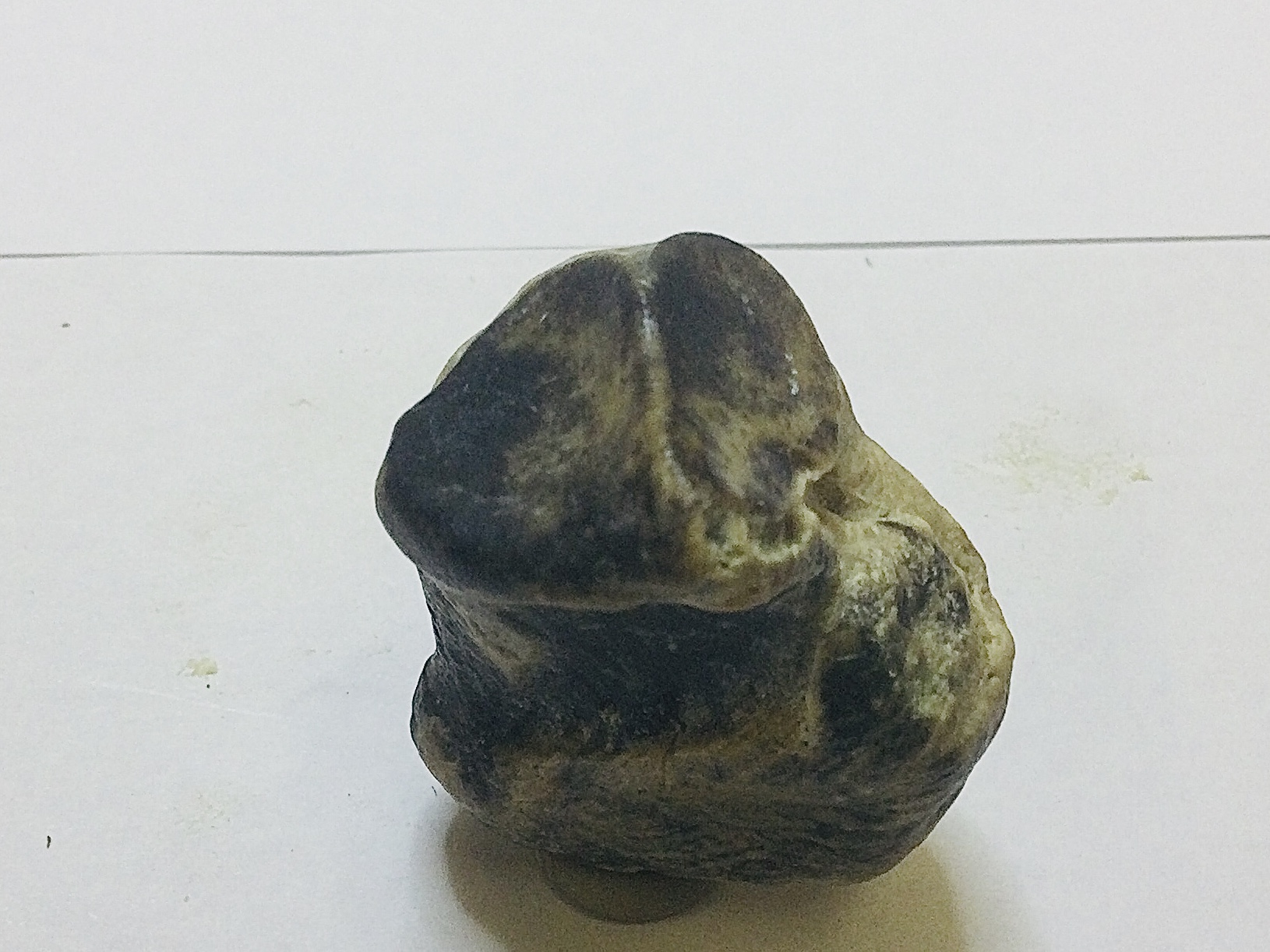 Pisiform bones? - Fossil ID - The Fossil Forum