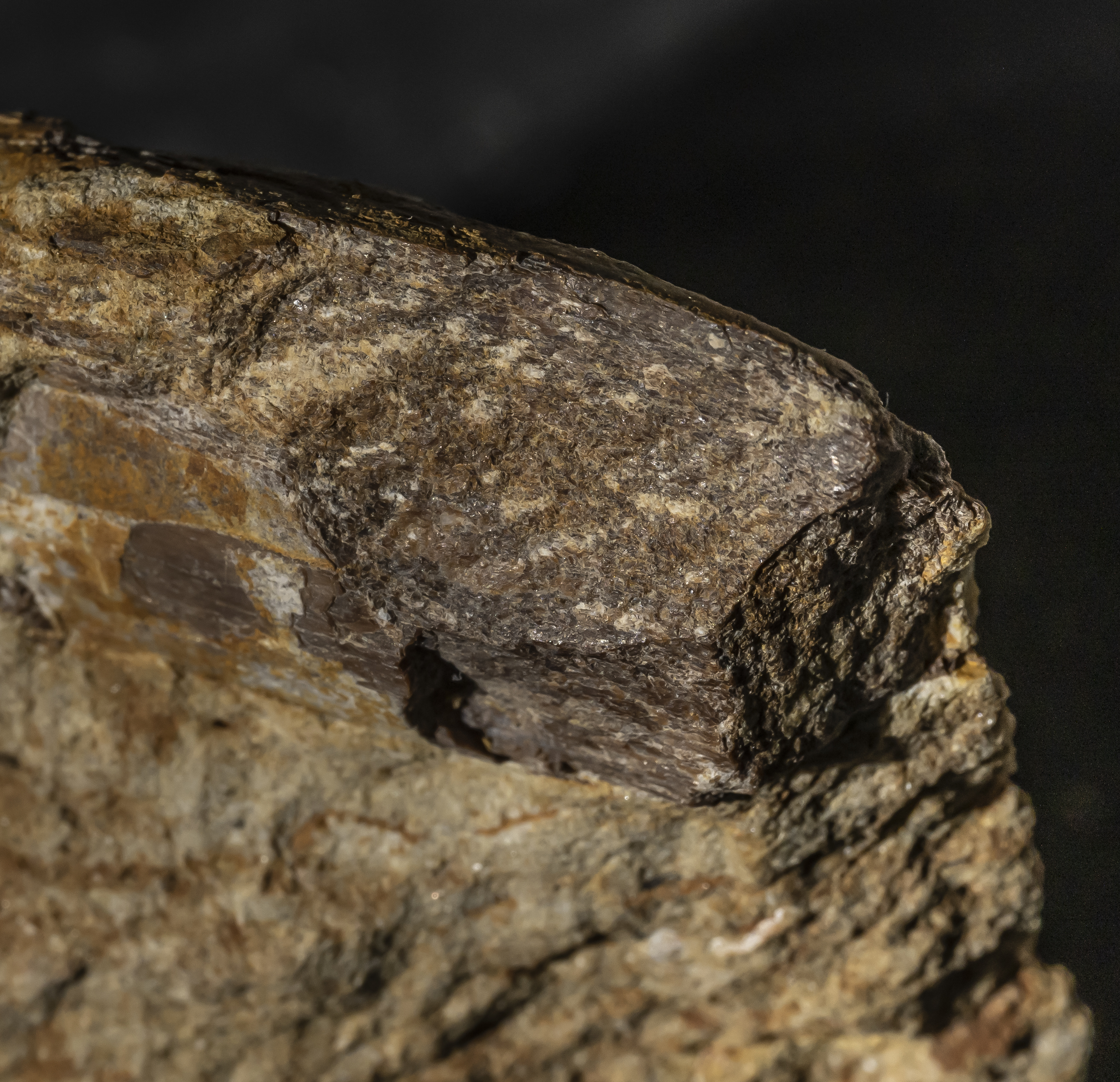 Identification of marine reptile bones - Fossil ID - The Fossil Forum