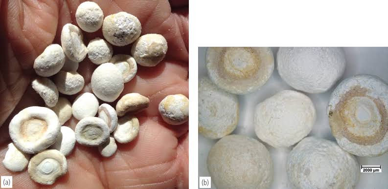 Fossilized crayfish gastrolith? ID help - Fossil ID - The Fossil Forum