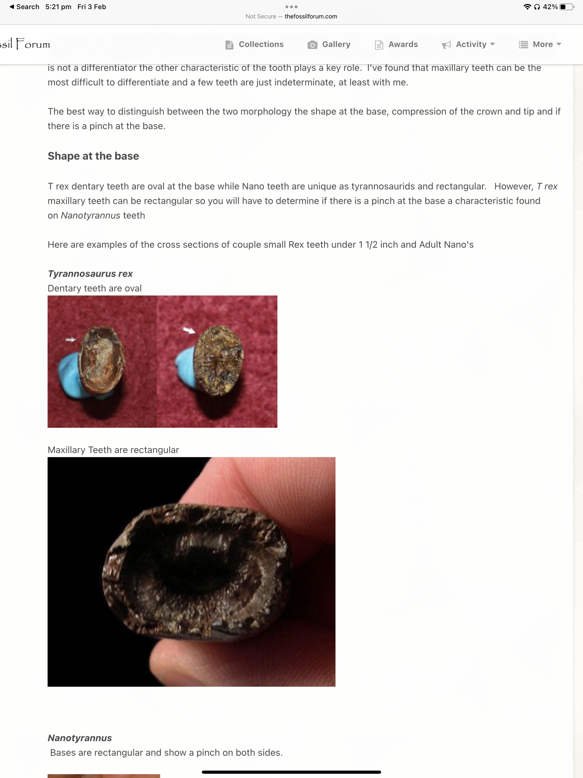 Oddly preserved Tyrannosaurus tooth - Is It Real? How to Recognize ...