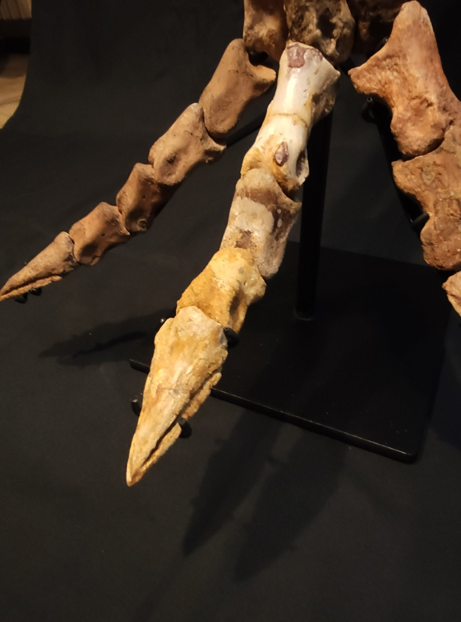 A near complete Spinosaurus Leg - General Fossil Discussion - The ...